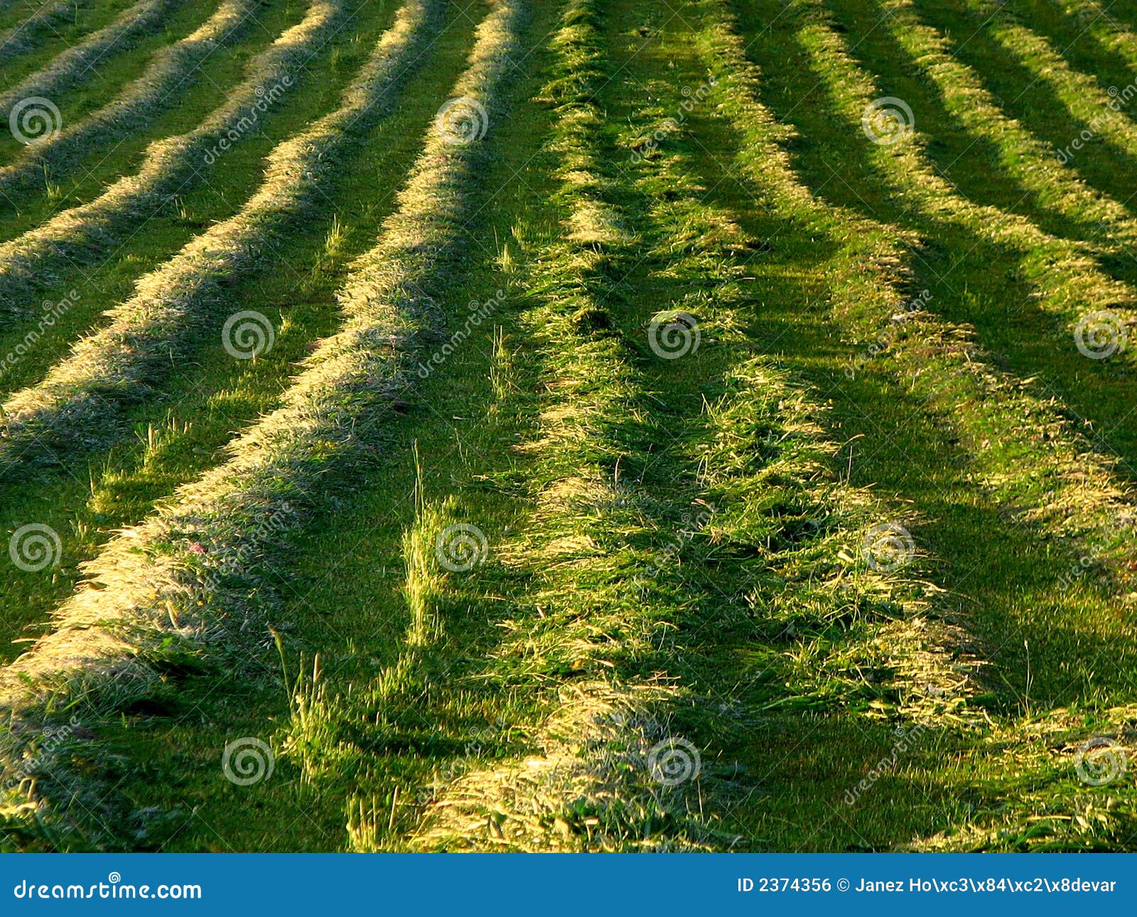 Hay making stock photo. Image of filed, agronomic, agricultural - 2374356