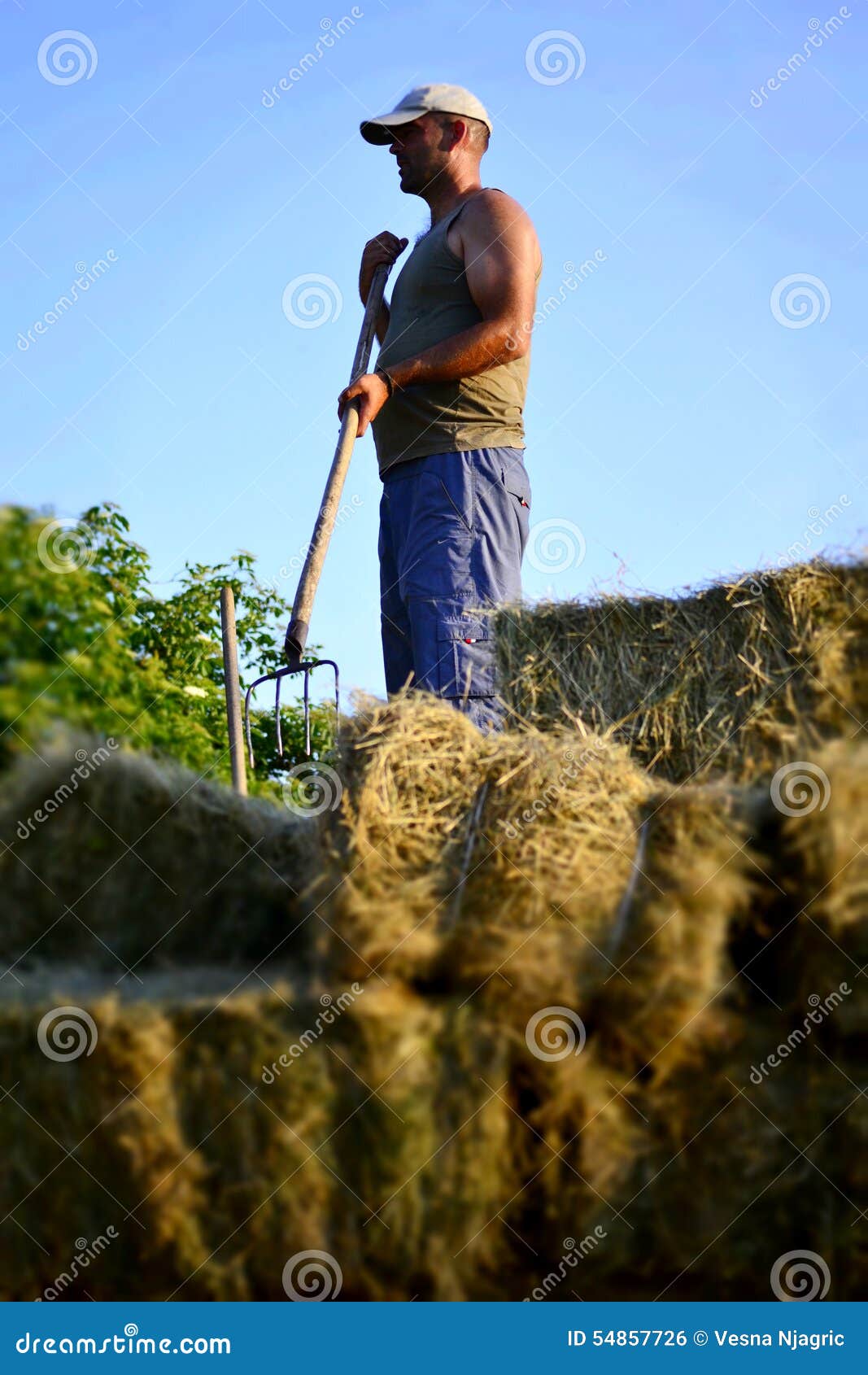 Hay stock photo. Image of scenery, still, beautiful, trailer - 54857726