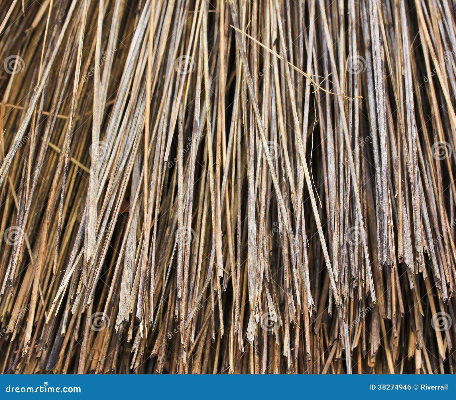 Hay Maple Leaf stock photo. Image of packing, background - 38274946