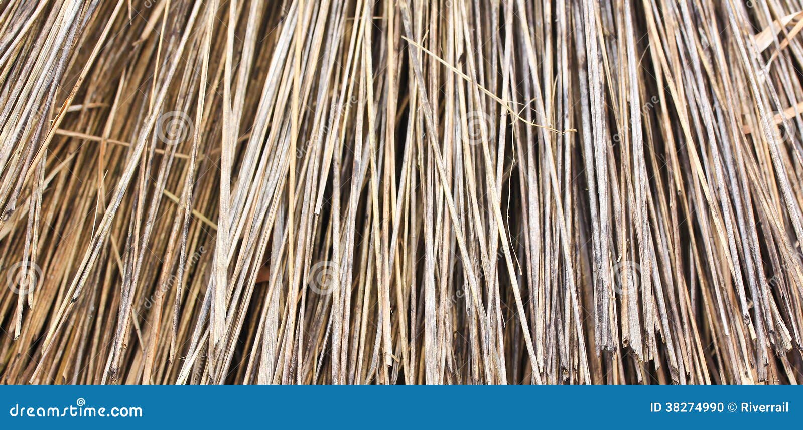 Hay Maple Leaf stock photo. Image of natural, abstract - 38274990