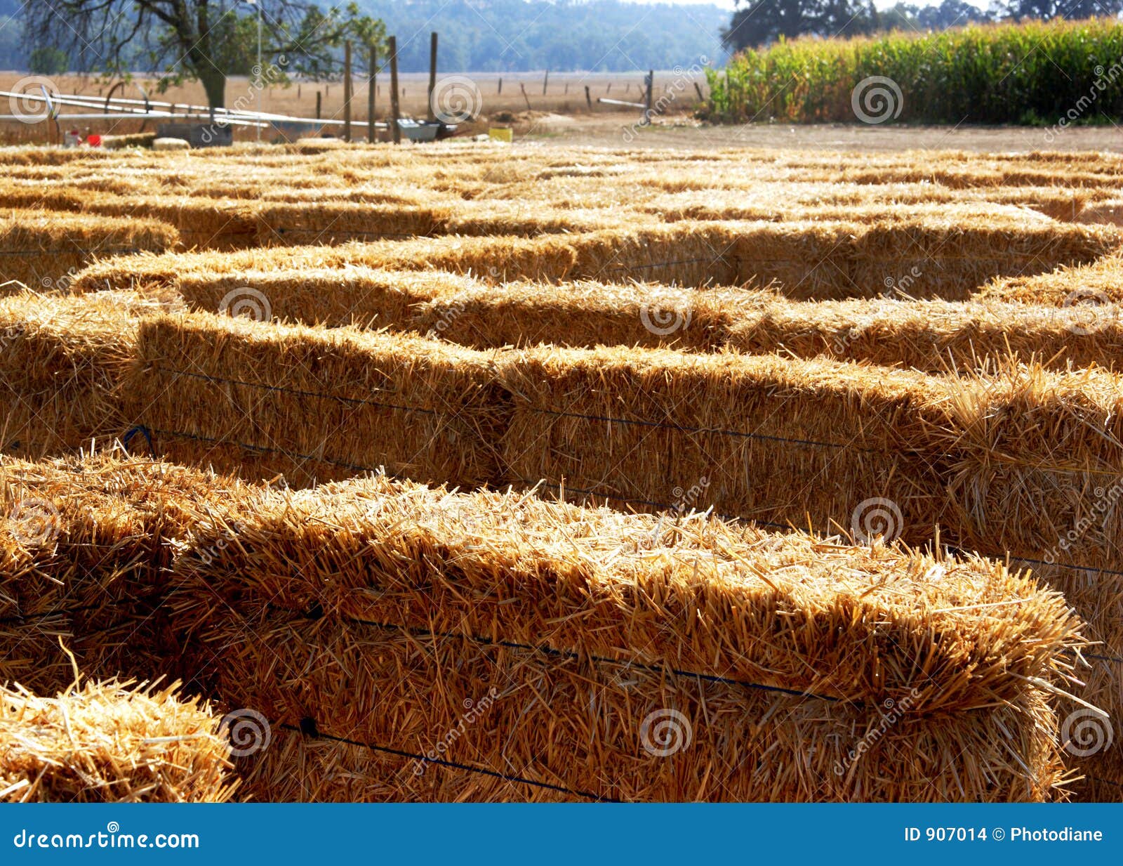 Hay Maze stock photo. Image of indecision, corn, puzzle - 907014