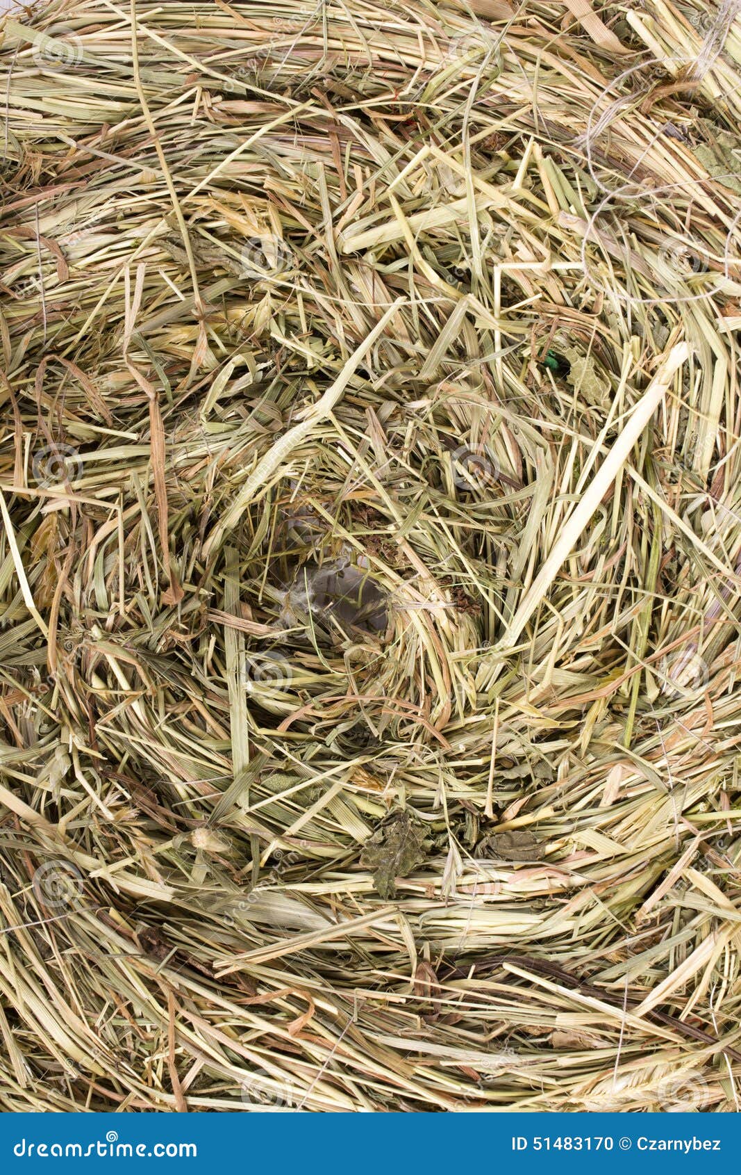 Nest Texture Stock Photo | CartoonDealer.com #79028496