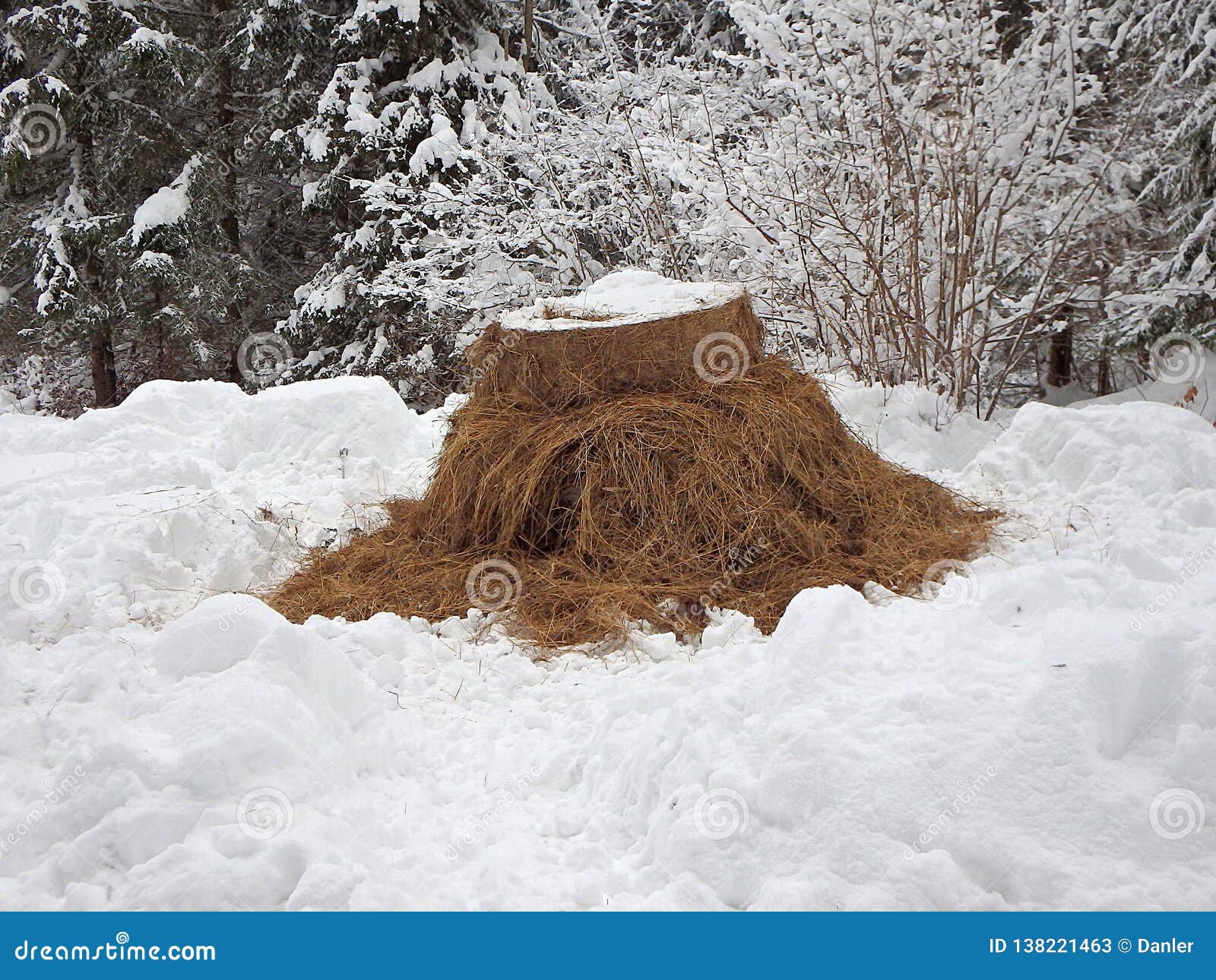 Hay pack in snow stock image. Image of packed, nature - 138221463