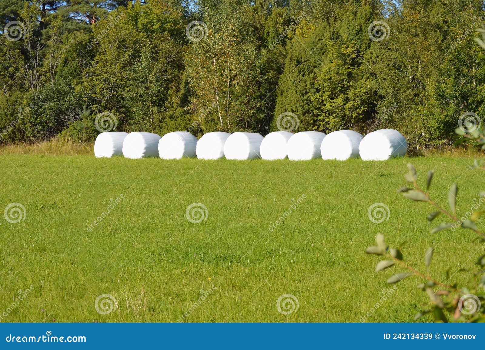 Hay Package stock image. Image of meadow, nature, sunny - 242134339