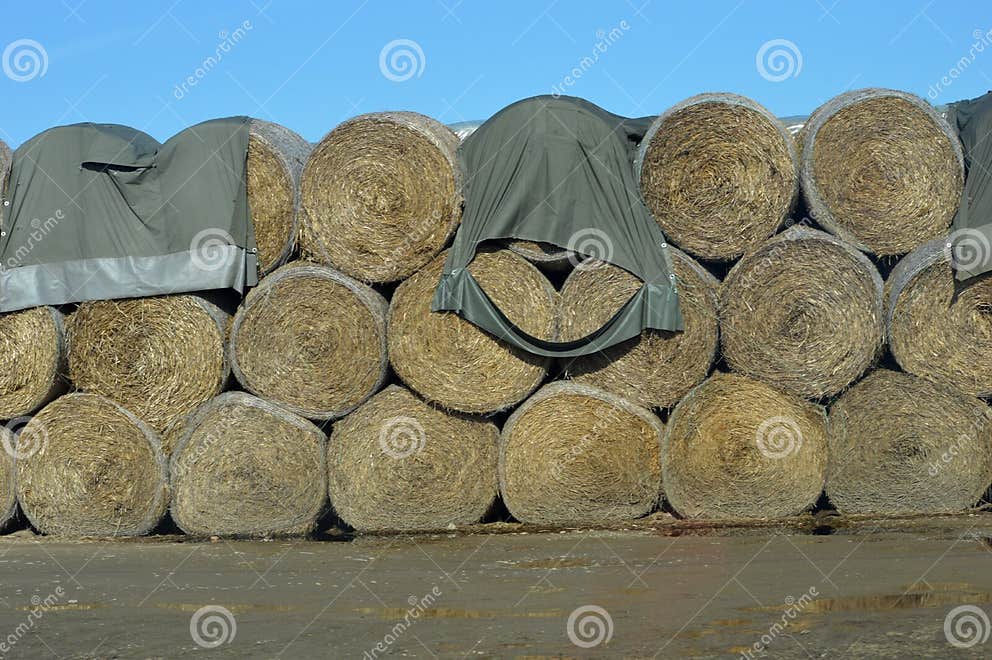 Hay Packed in a Circle and Stacked Stock Photo - Image of nature, color ...
