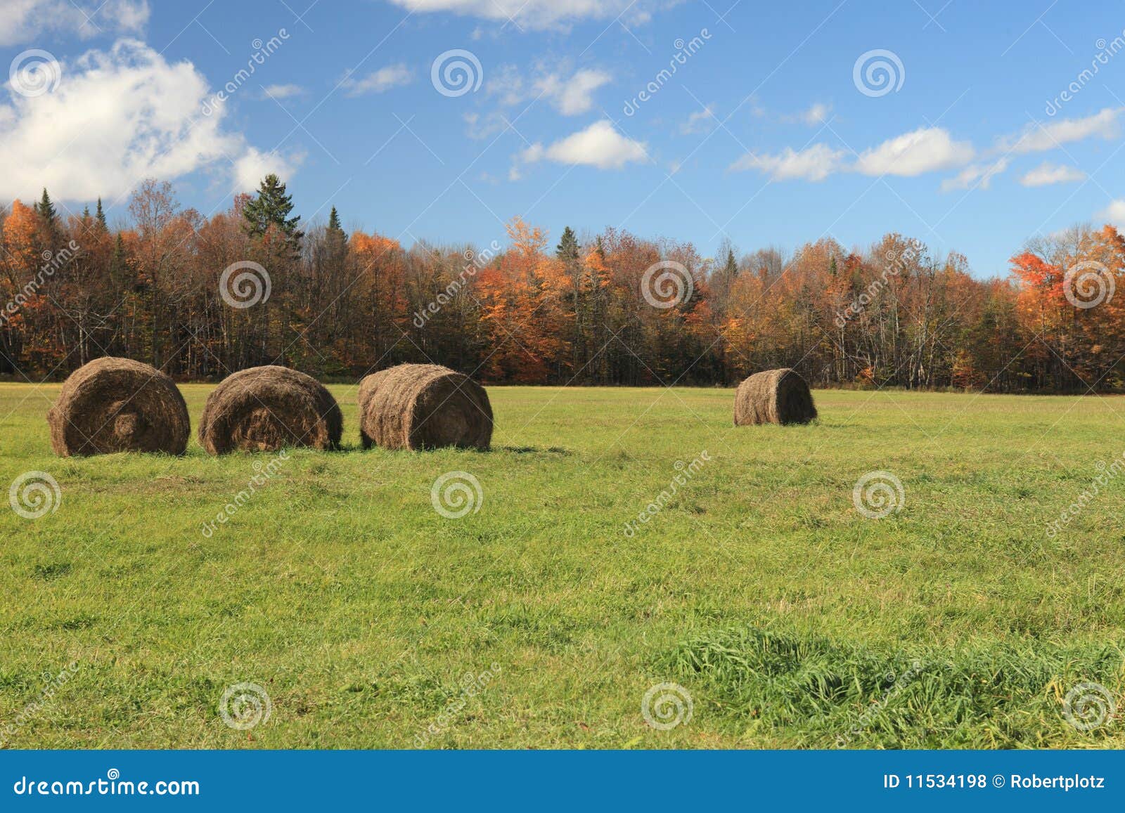 Hay in Pasture stock photo. Image of lush, hampshire - 11534198