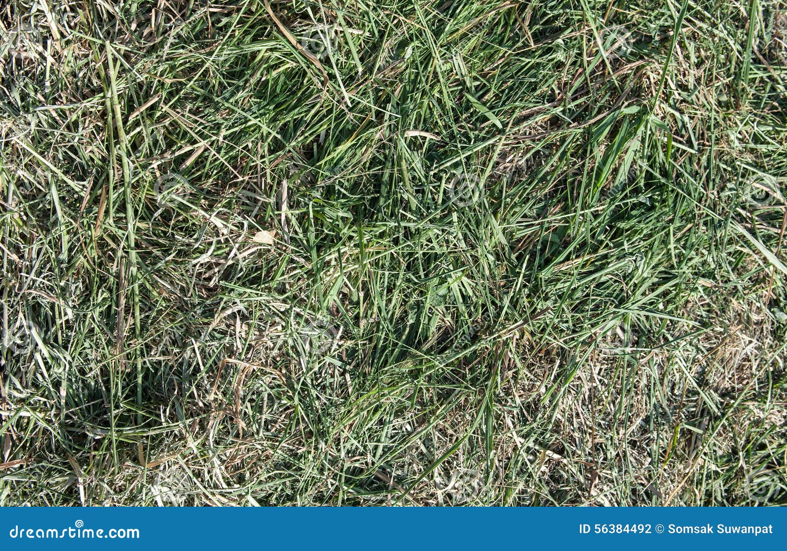 Hay in the pasture stock photo. Image of agriculture - 56384492