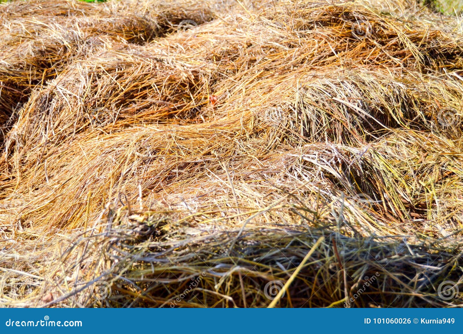 Hay pile at paddy fields stock photo. Image of natural - 101060026
