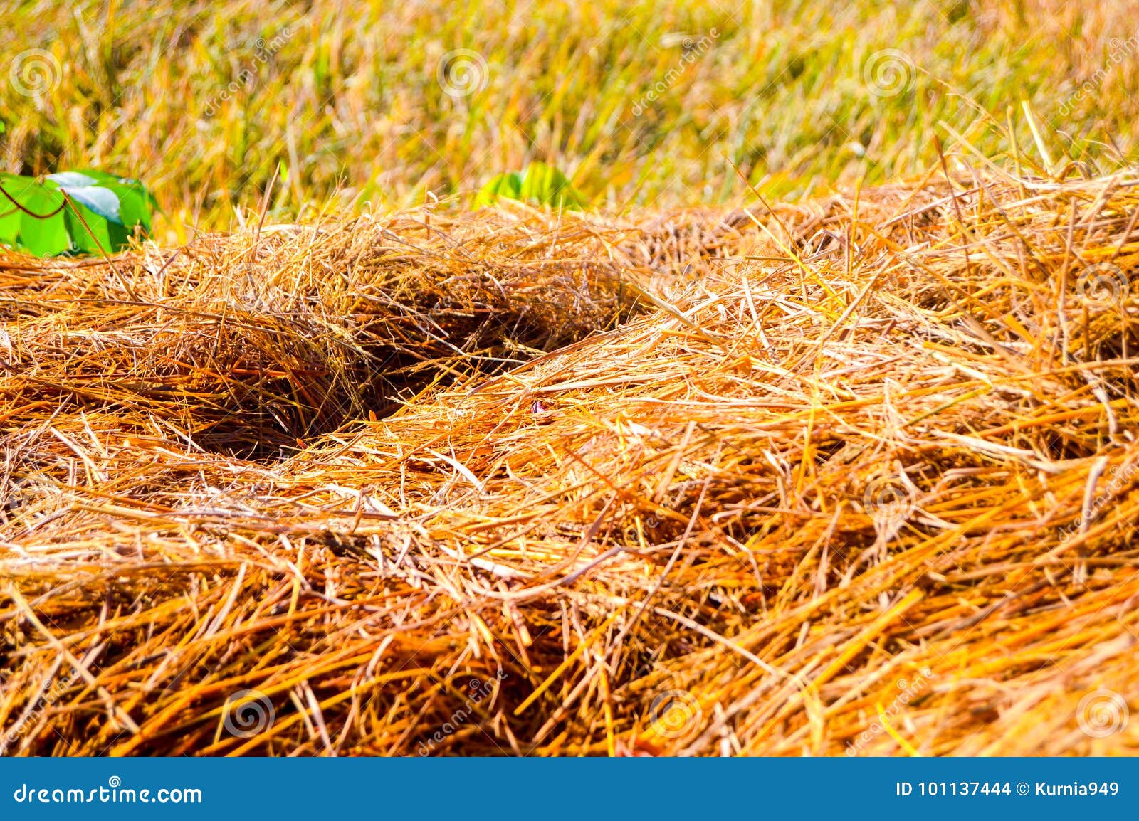 Hay pile at rice fields stock photo. Image of natural - 101137444