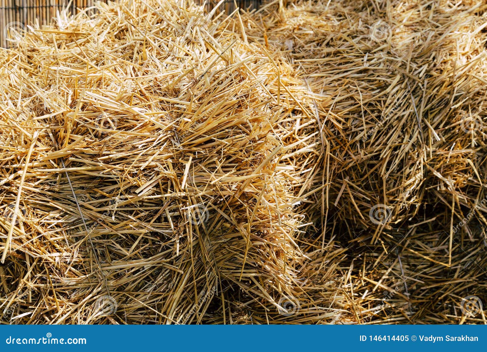 Hay is Piled on the Ground and Dried. Stock Image - Image of crop, gold ...