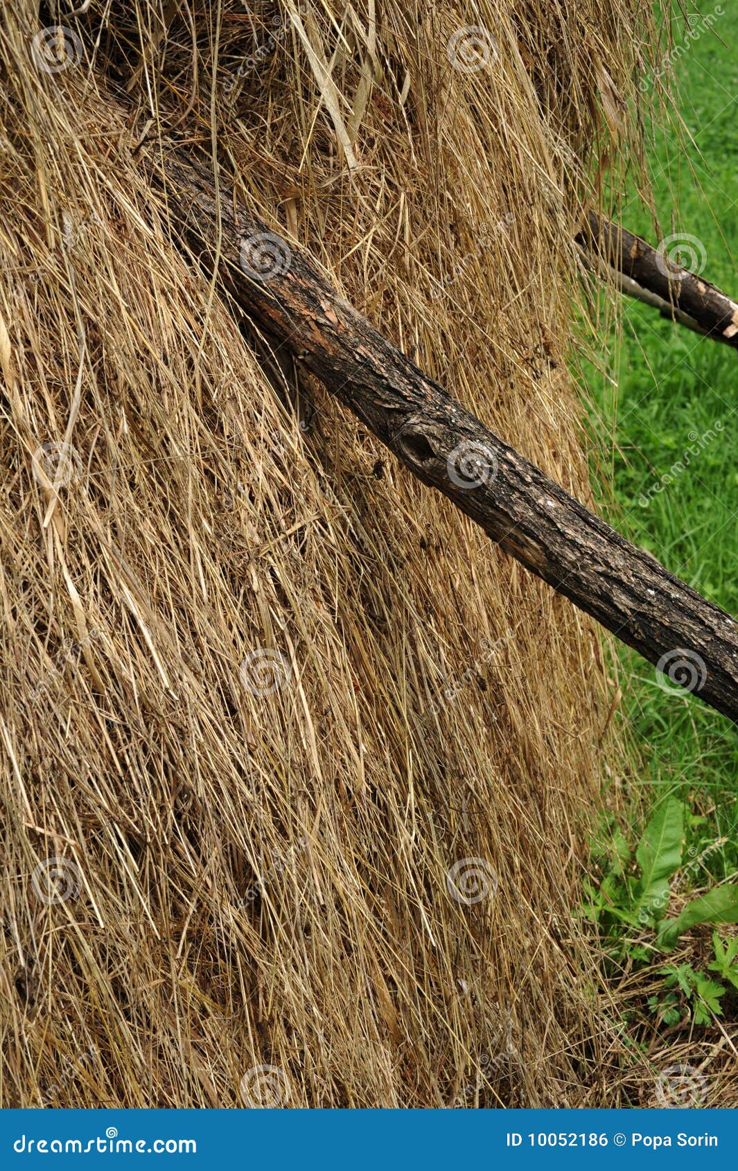 Hay piles stock photo. Image of countryside, harvest - 10052186