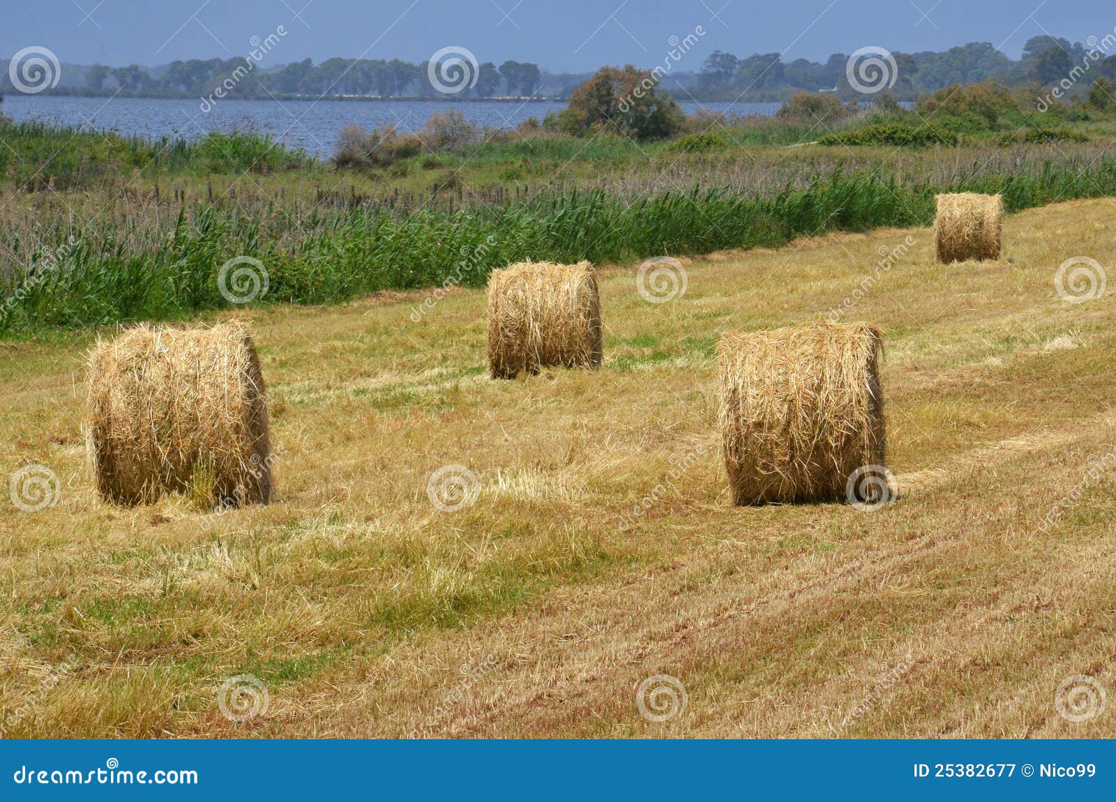 Hay piles stock image. Image of reap, botany, country - 25382677