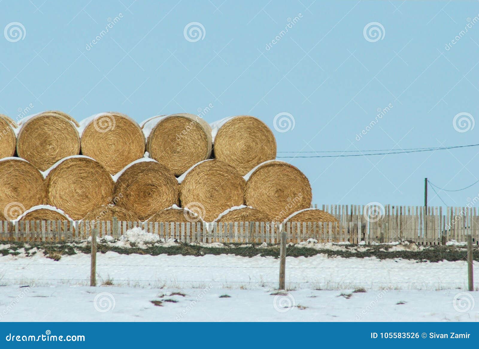 Hay in the snow stock photo. Image of family, back, leaf - 105583526
