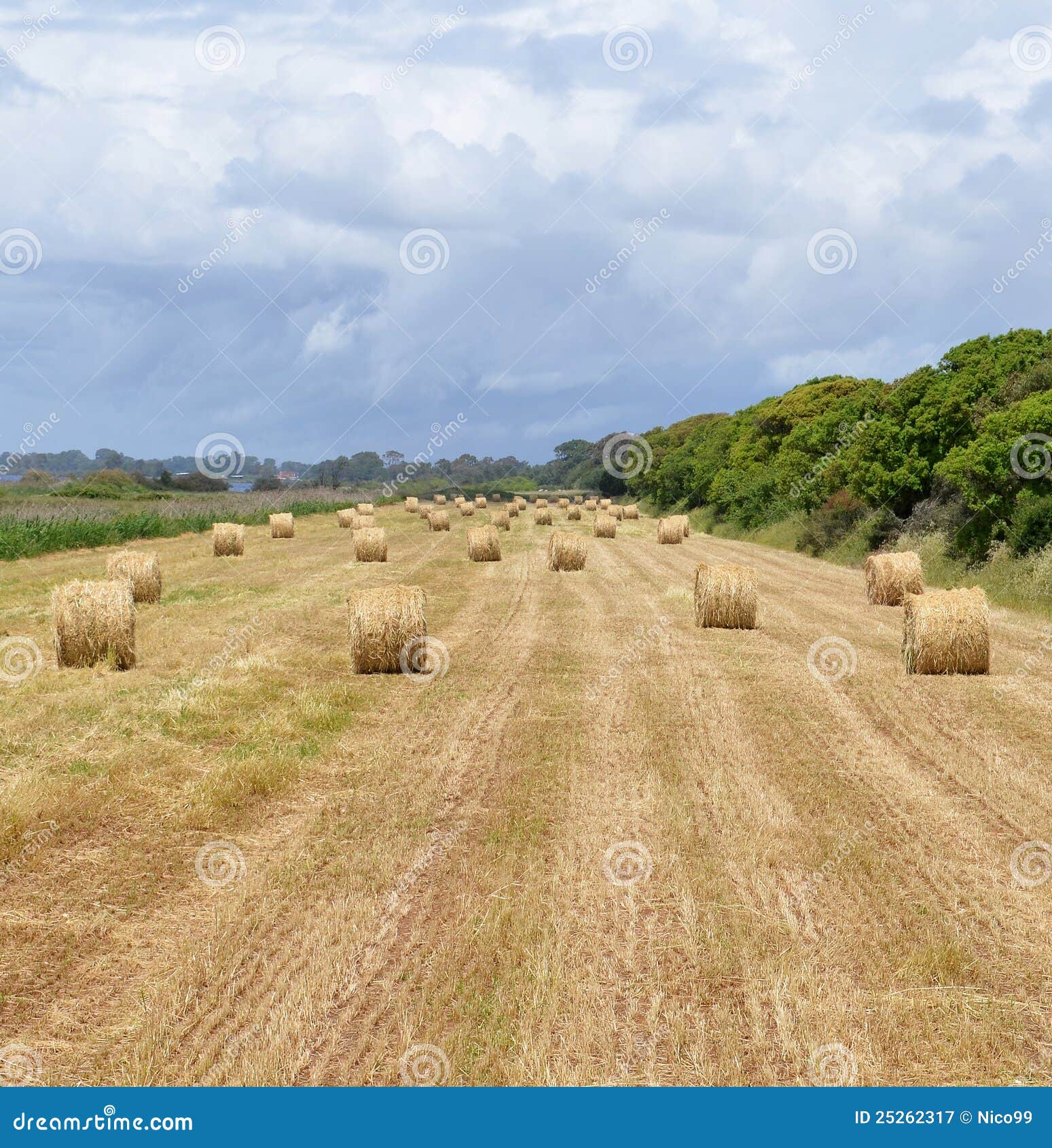 Hay piles panorama stock image. Image of landscape, country - 25262317