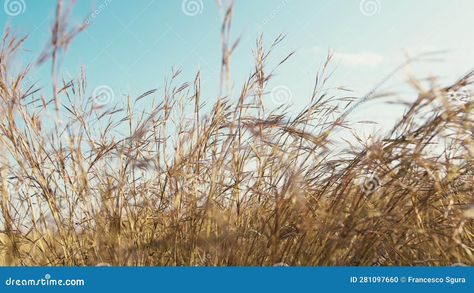 Hay Plants Blown by the Wind Under a Blue Sky Stock Footage - Video of ...