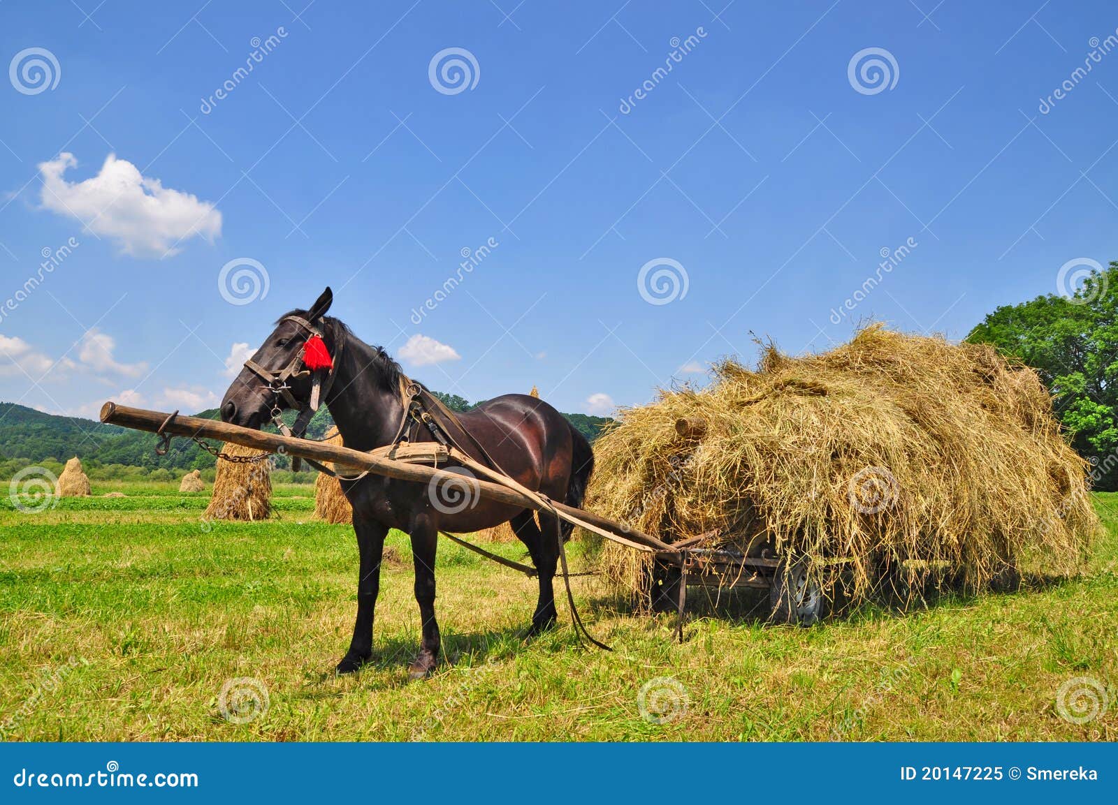 Hay preparation stock image. Image of fauna, farm, animal - 20147225