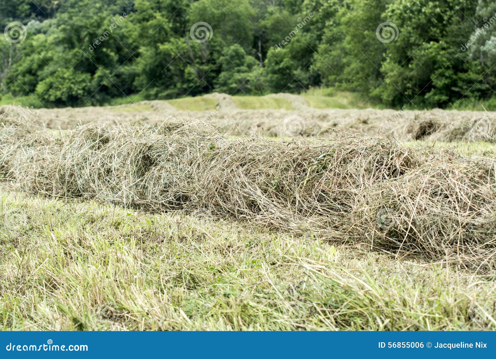 Hay raked into windrows stock photo. Image of windrows - 56855006