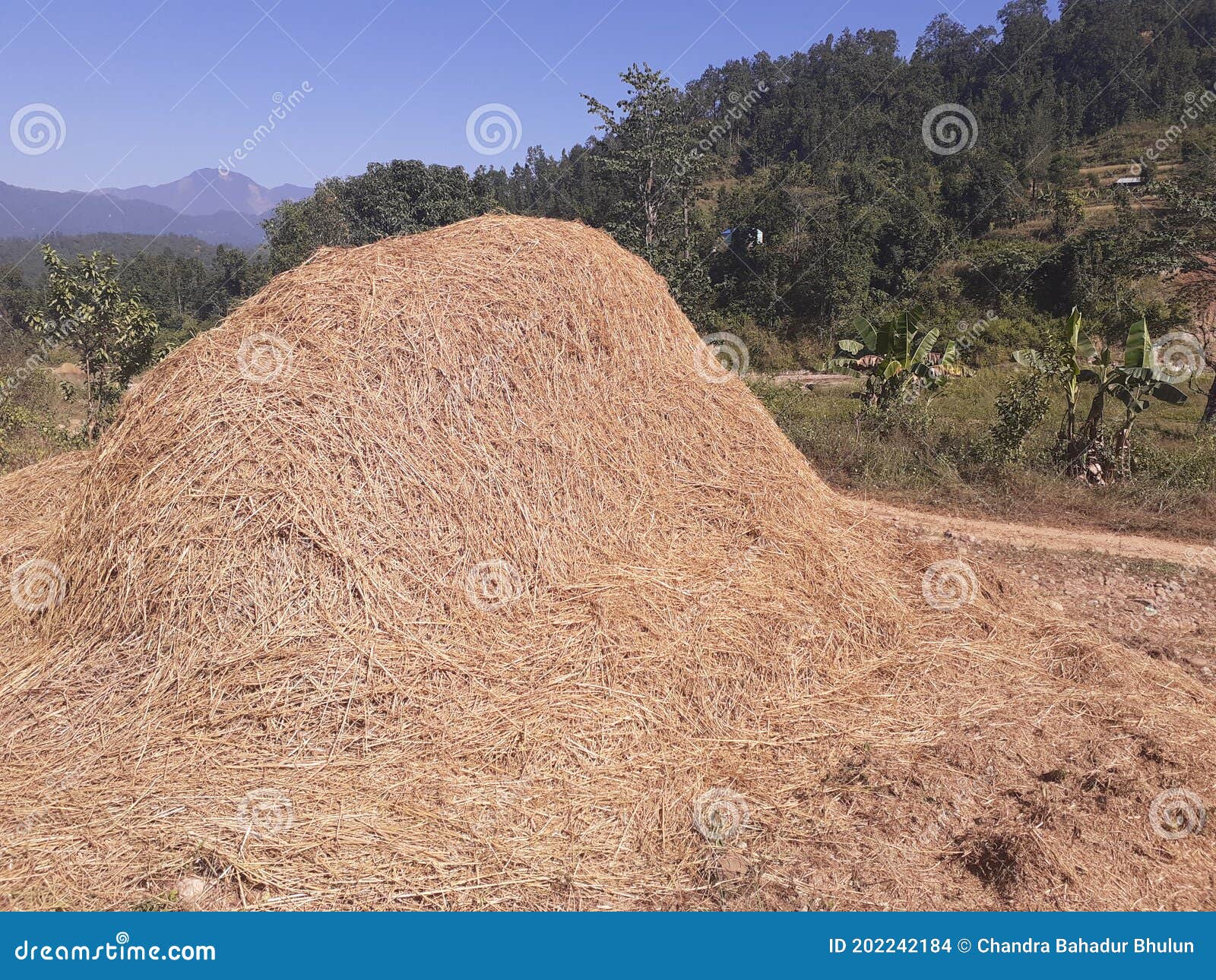 Hay stock photo. Image of agriculture, rice, smart, natural - 202242184