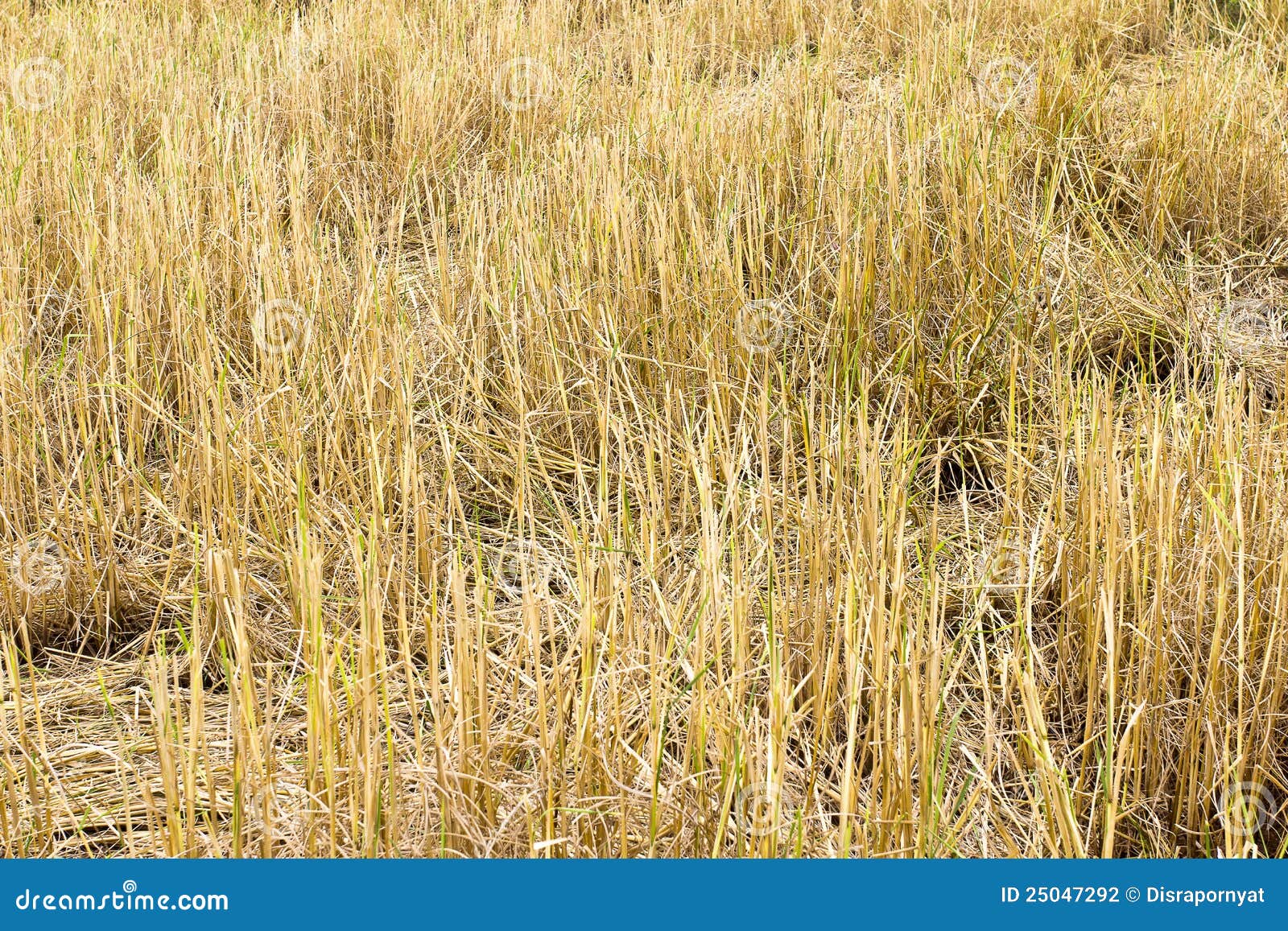 Hay of Rice after Harvested Stock Photo - Image of agriculture, flora ...