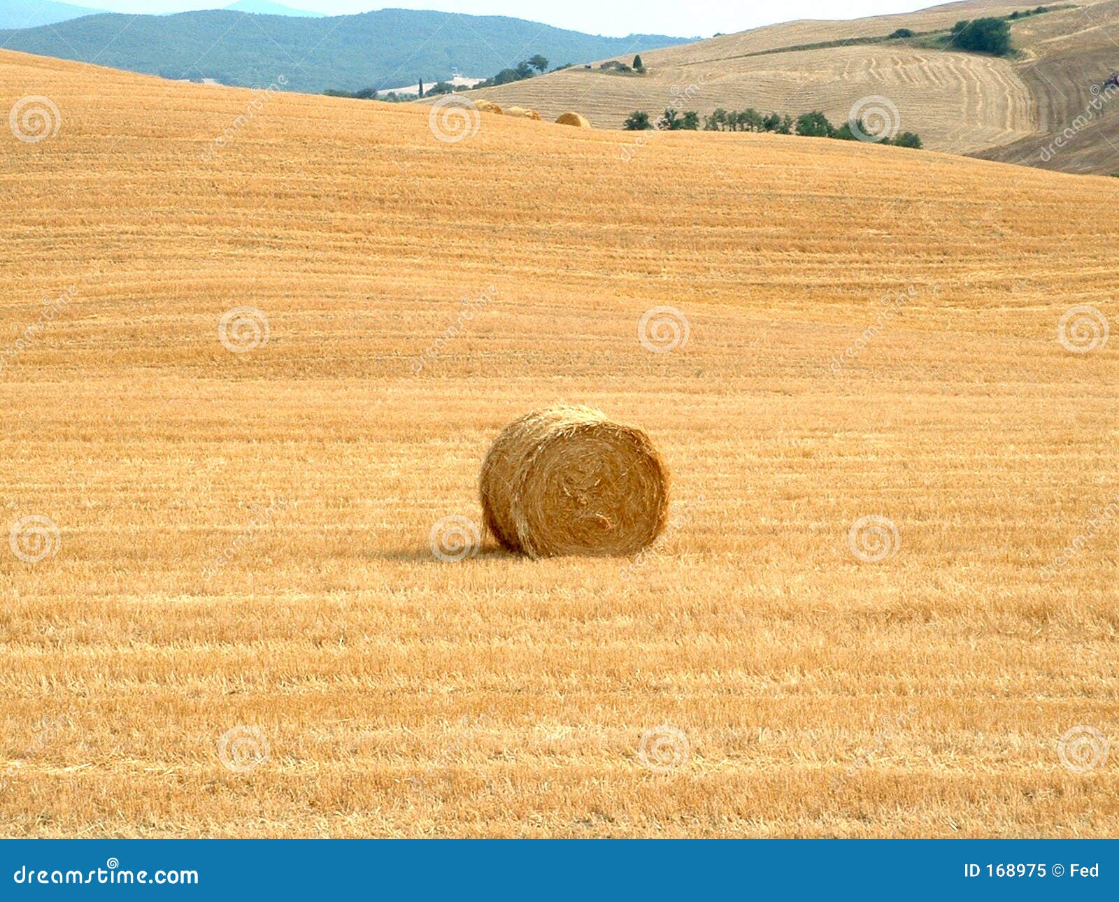 Hay roll stock image. Image of campaign, agriculture, meadow - 168975