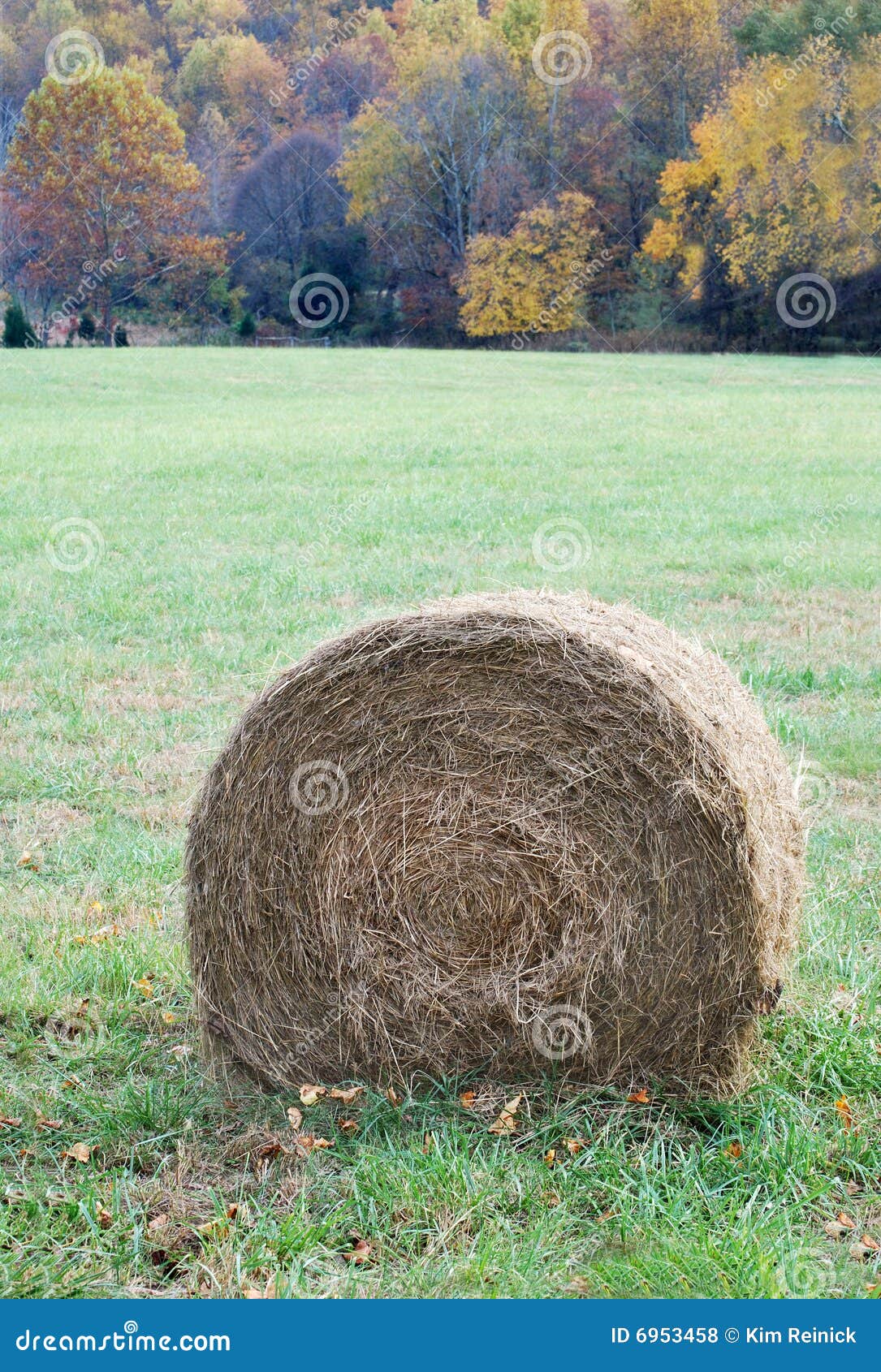 Hay roll stock photo. Image of autumn, business, fall - 6953458