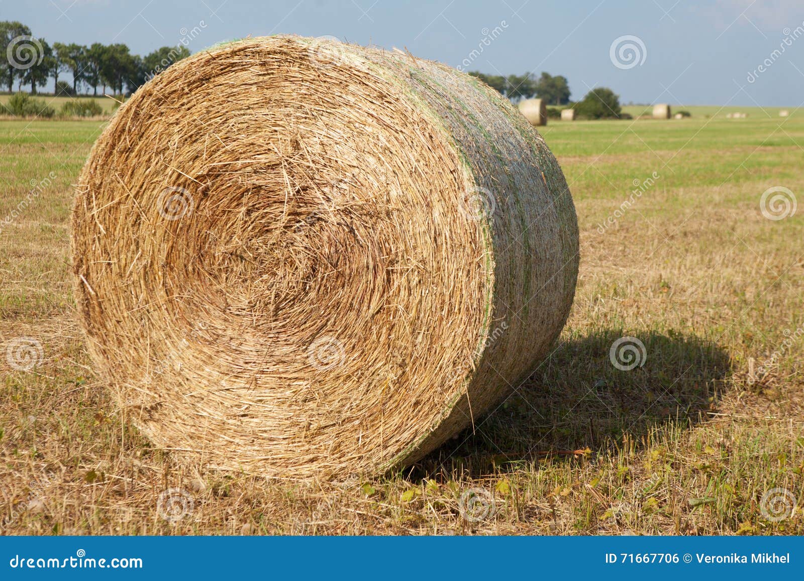 Hay Roll on a Farm- stock photo. Image of high, circle - 71667706