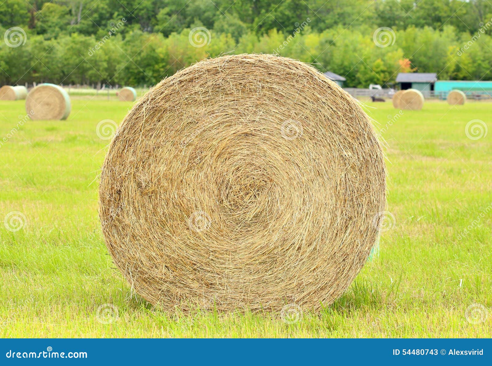 Hay roll stock image. Image of harvest, grass, food, bale - 54480743