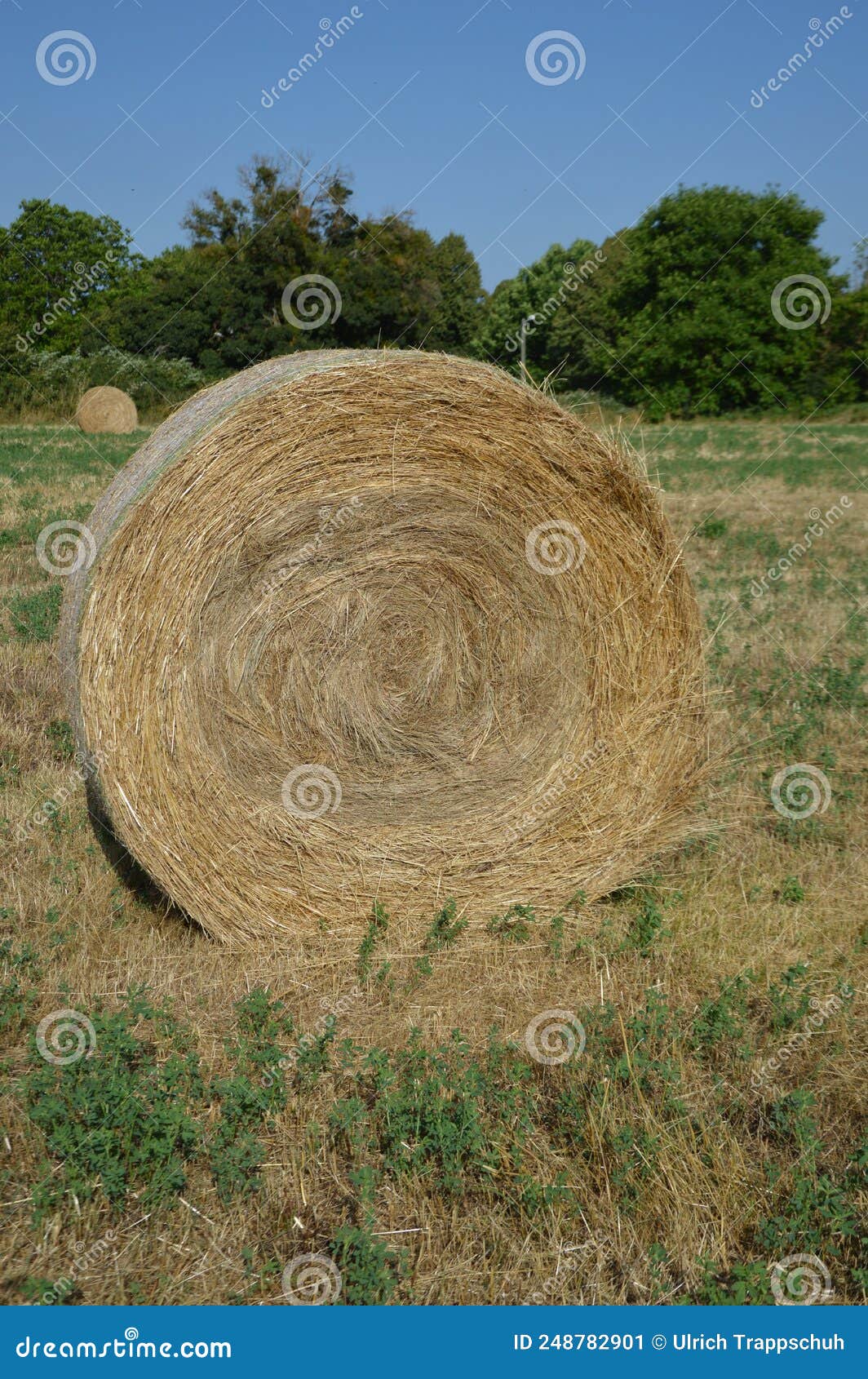Zoom on a Hay Roll in the Field Stock Image - Image of wheat, roll ...