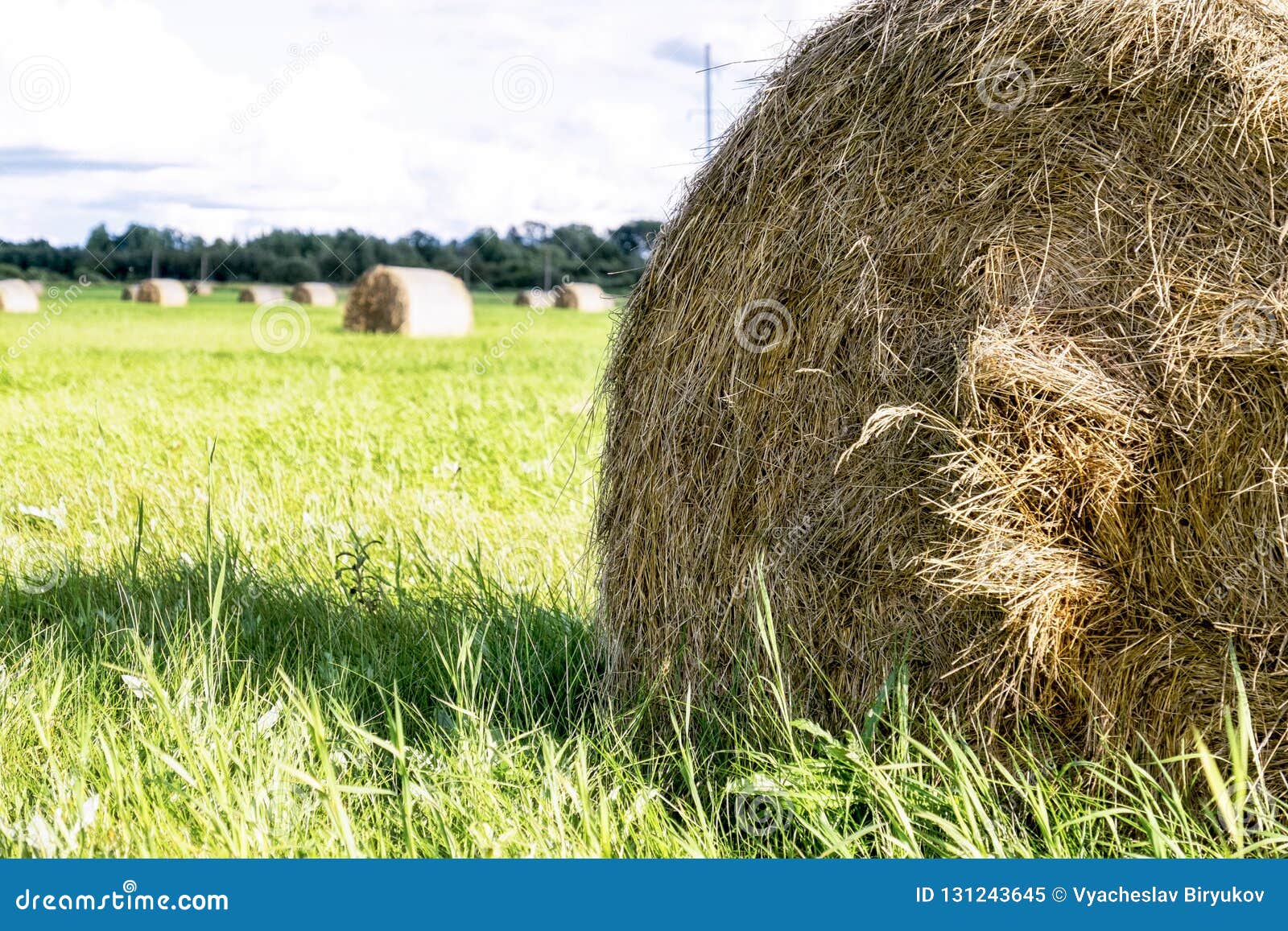 Hay roll stock image. Image of nature, roll, stack, bundle - 131243645