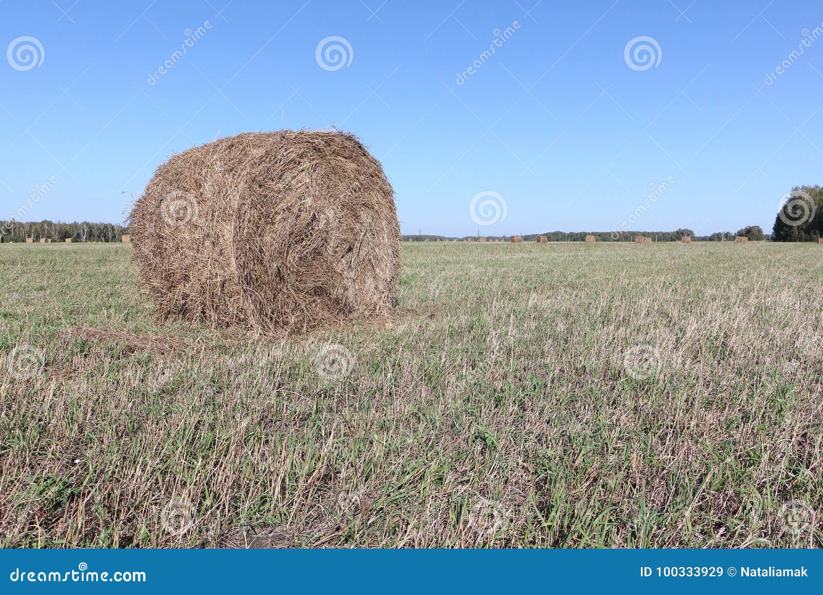 Hay Roll Lying on a Sloping Field in the Fall Stock Image - Image of ...