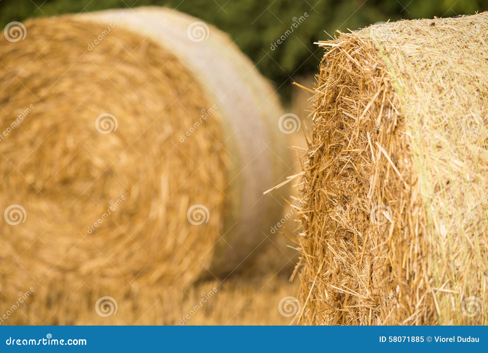 Hay rolls stock image. Image of bales, growth, cereal - 58071885