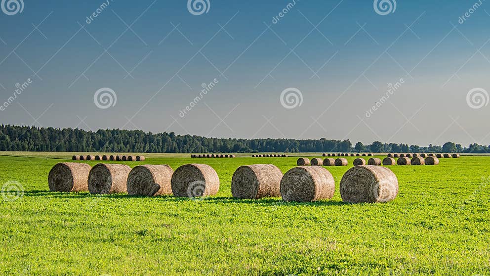 Hay Rolls are Arranged in Rows on the Field Stock Image - Image of ...