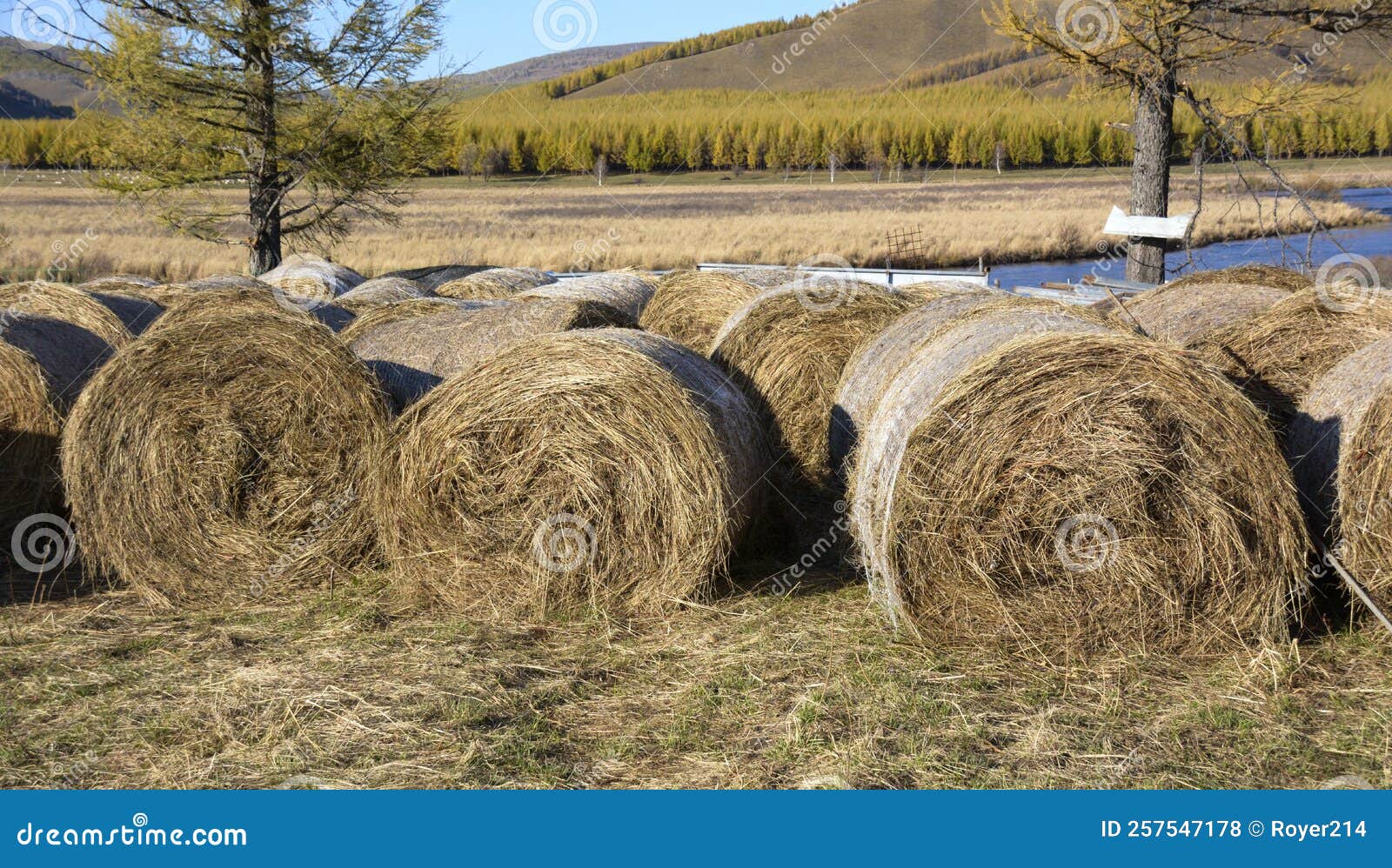 Hay Rolls stock photo. Image of nature, sunny, arxan - 257547178