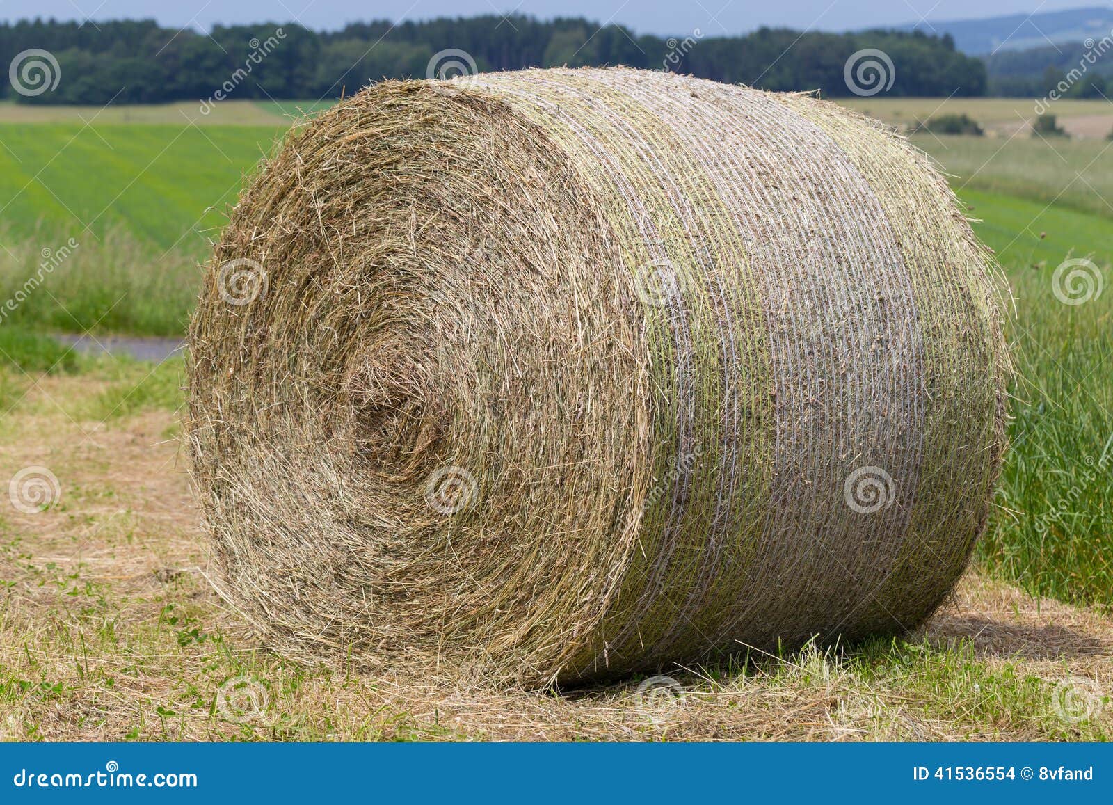 Hay Rolls in a Field Against Forest Stock Photo - Image of food, rolls ...