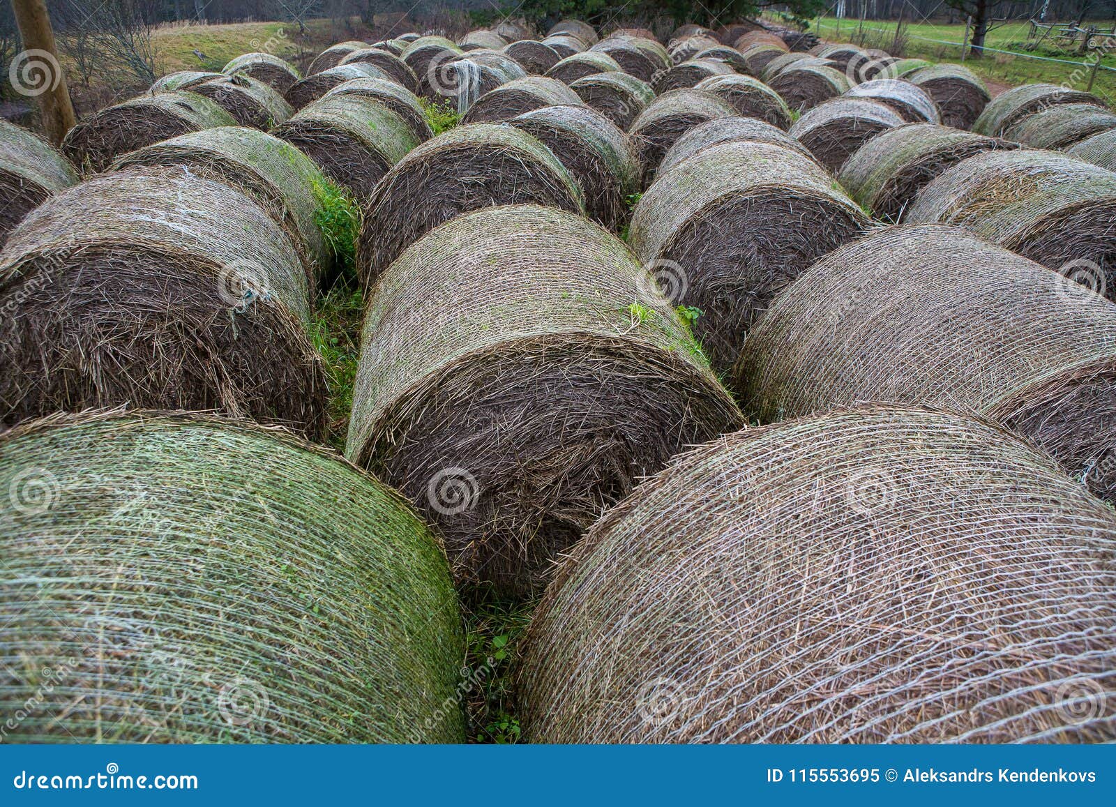 Hay Rolls on the Field. Old Harvest. N Stock Image - Image of ...