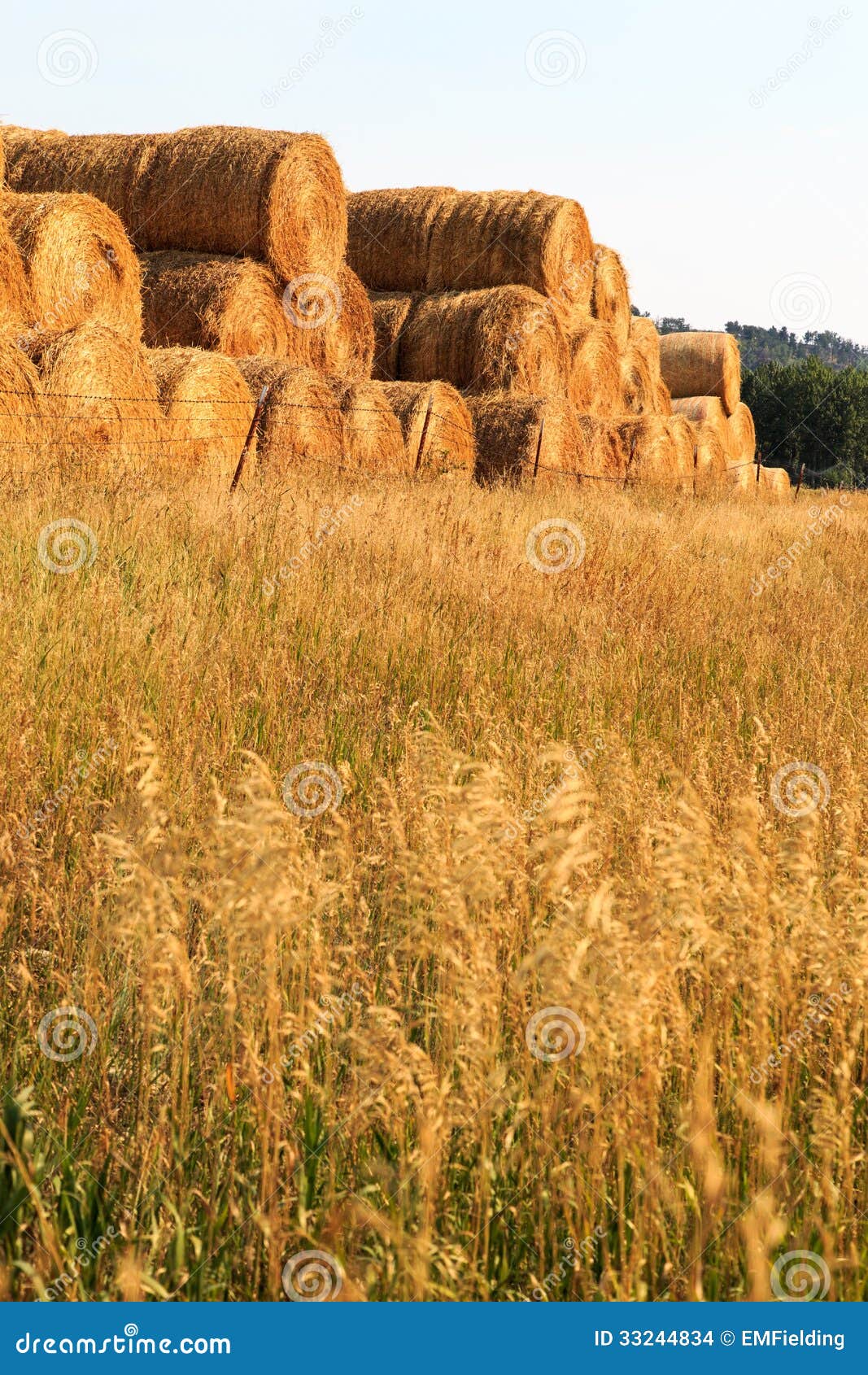 Hay Rolls stock photo. Image of grass, feed, ranch, scene - 33244834
