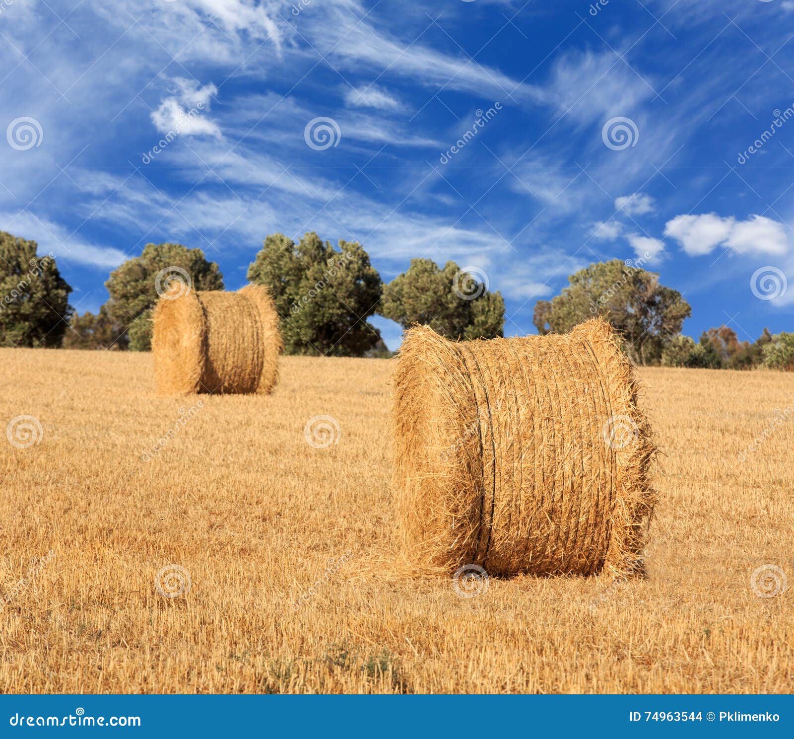 Hay rolls on meadow stock photo. Image of grow, barley - 74963544