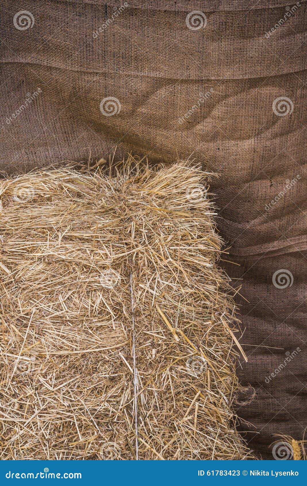 Hay on sacking stock image. Image of burlap, grass, corn - 61783423