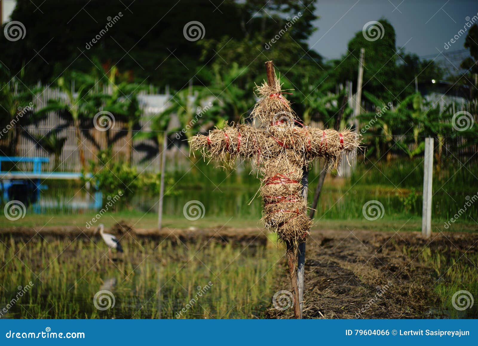 Hay scarecrow;hay-man stock photo. Image of traditional - 79604066