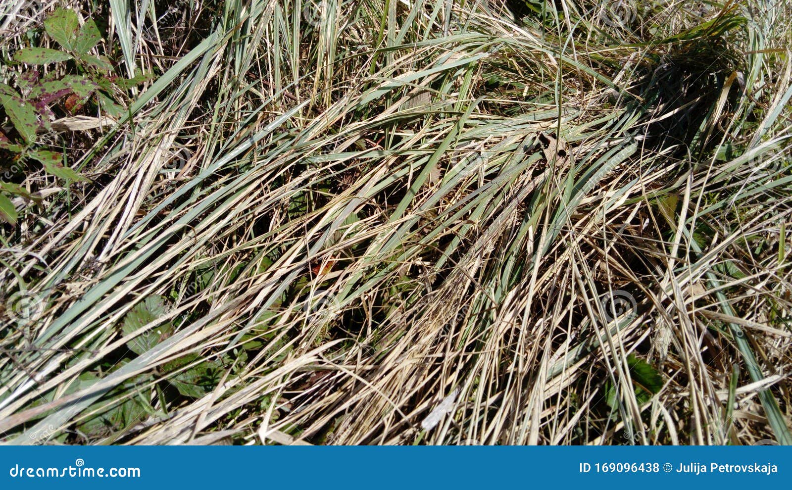 Hay on the Side of a Mountain. Image of Dry Grass Piled in a Pile. the ...