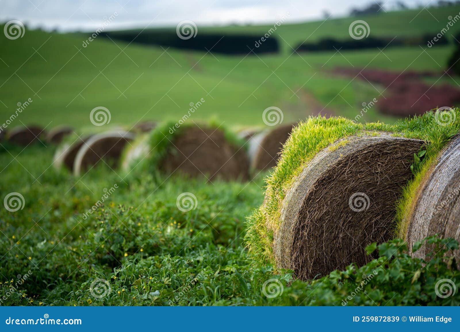 Hay and Silage in a Stack Yard. Bales of Hay with Grass Sprouting in ...