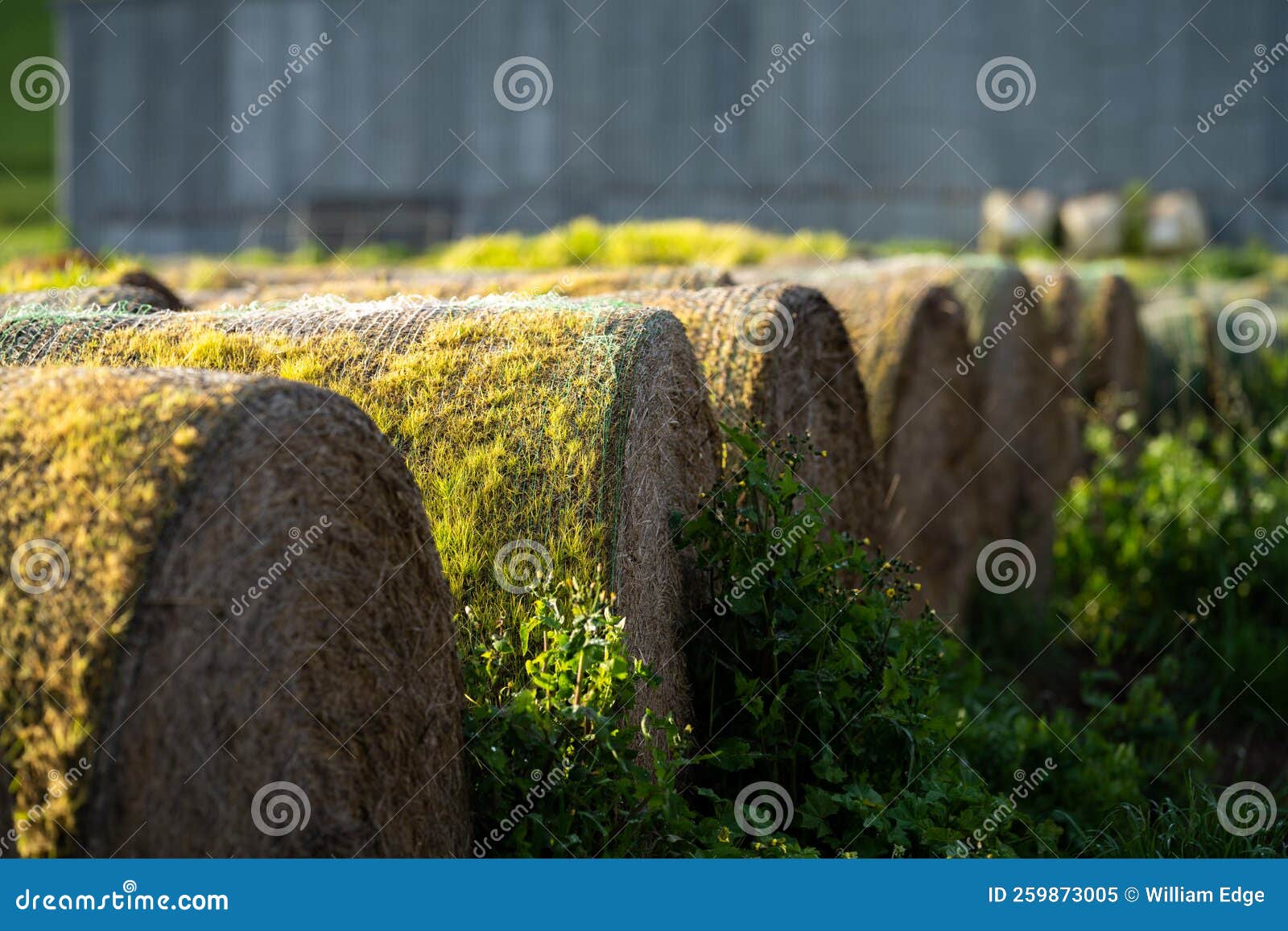 Hay and Silage in a Stack Yard. Bales of Hay with Grass Sprouting in ...