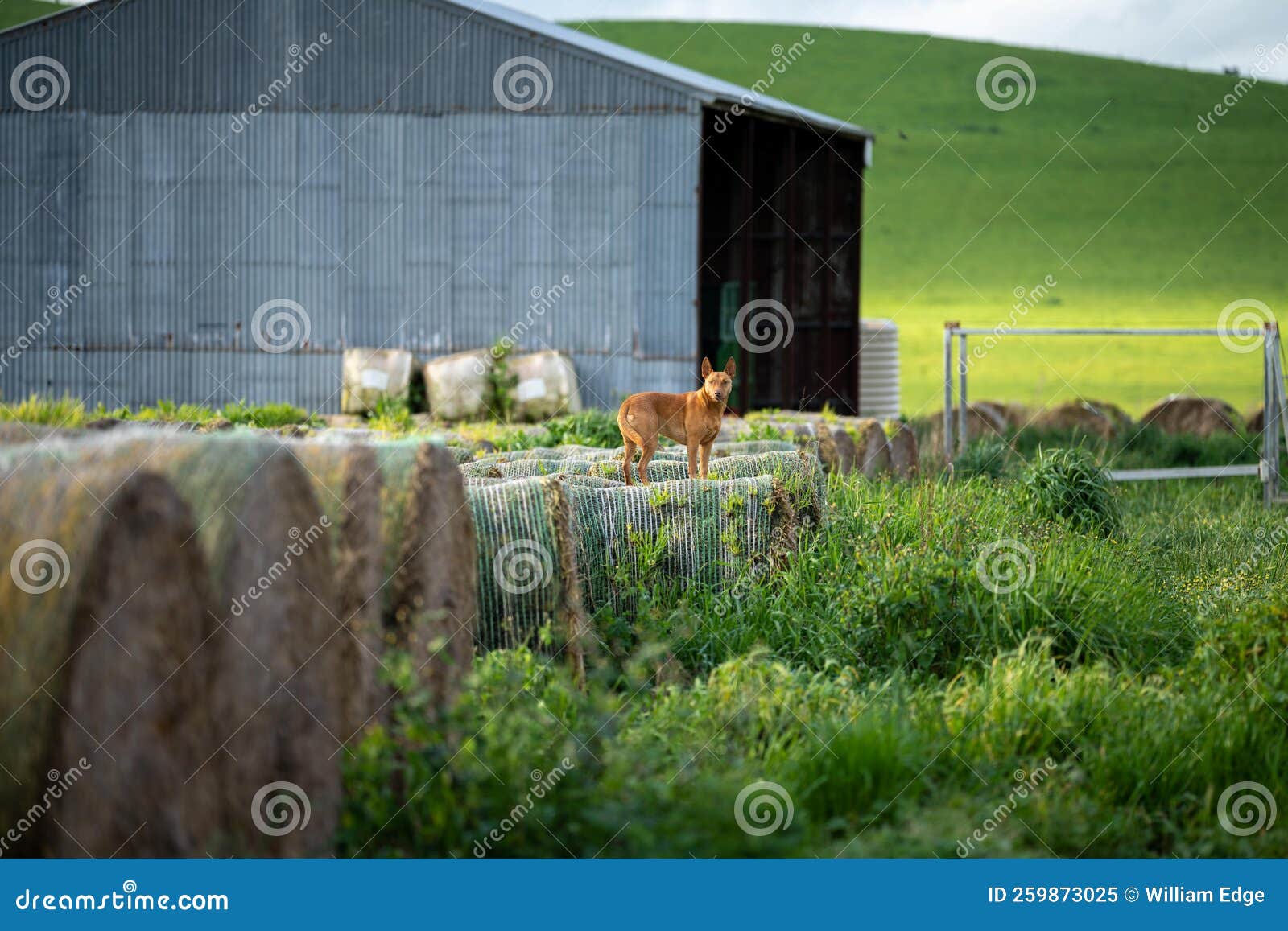 Hay and Silage in a Stack Yard. Bales of Hay with Grass Sprouting in ...