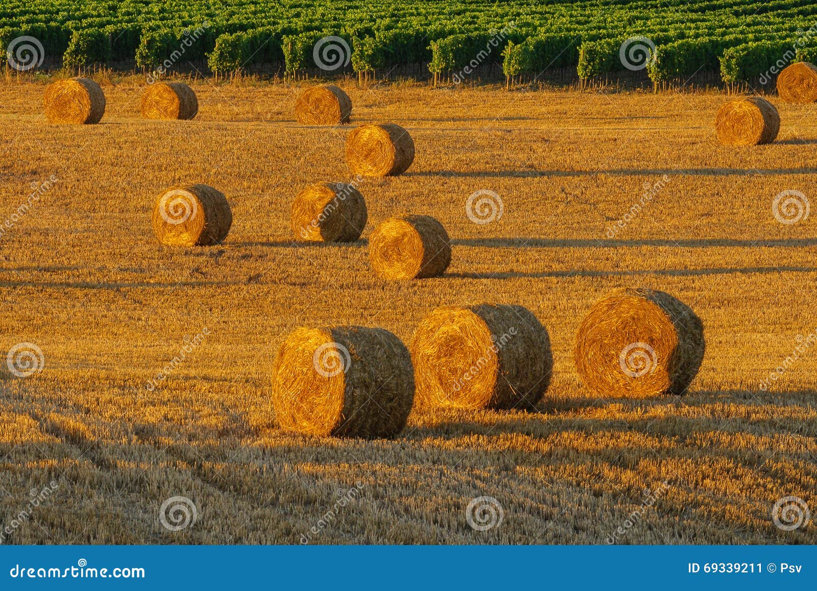 Hay skating rinks stock image. Image of land, bundle - 69339211