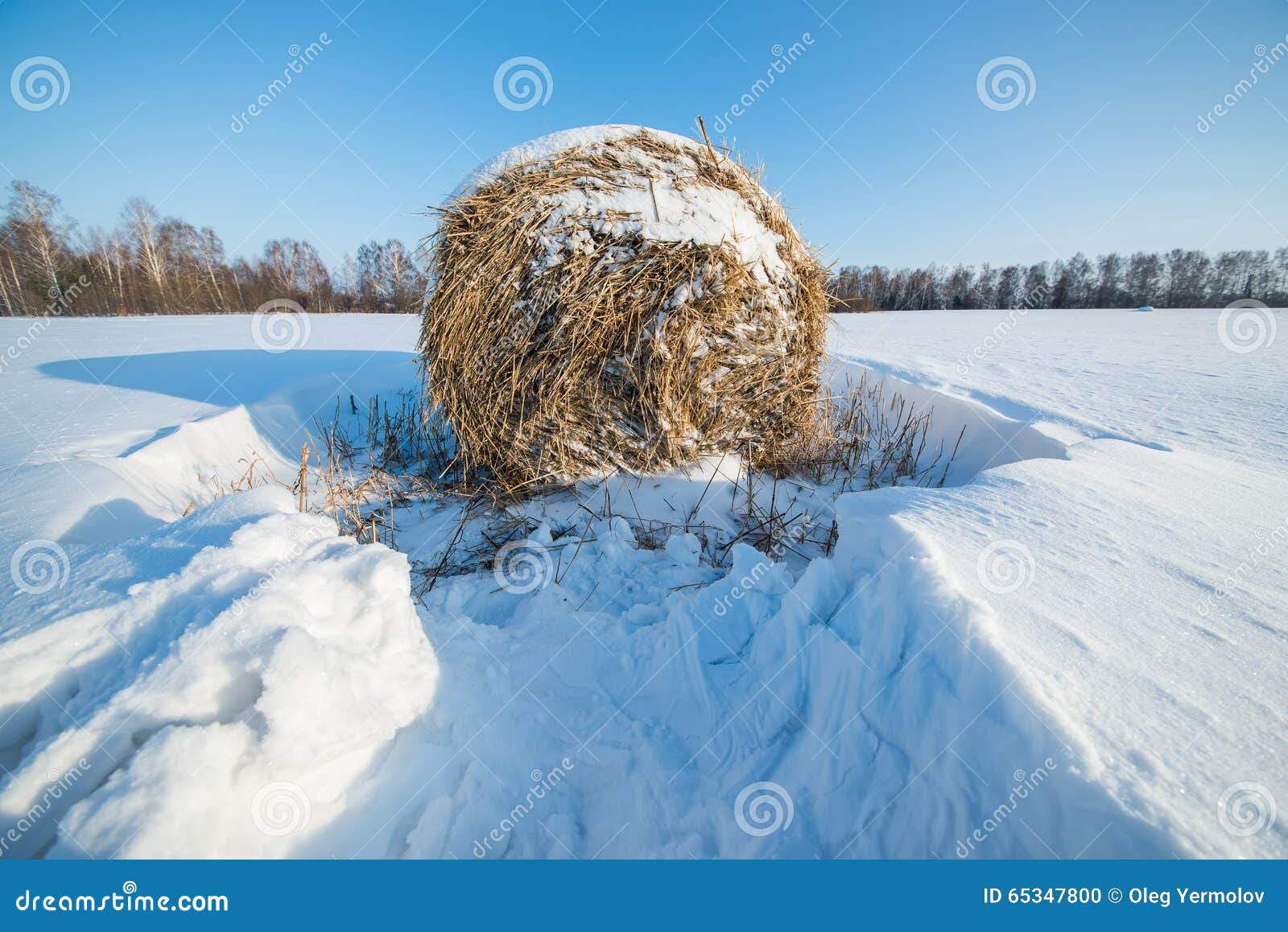 Hay in the snowy field stock photo. Image of rural, happy - 65347800