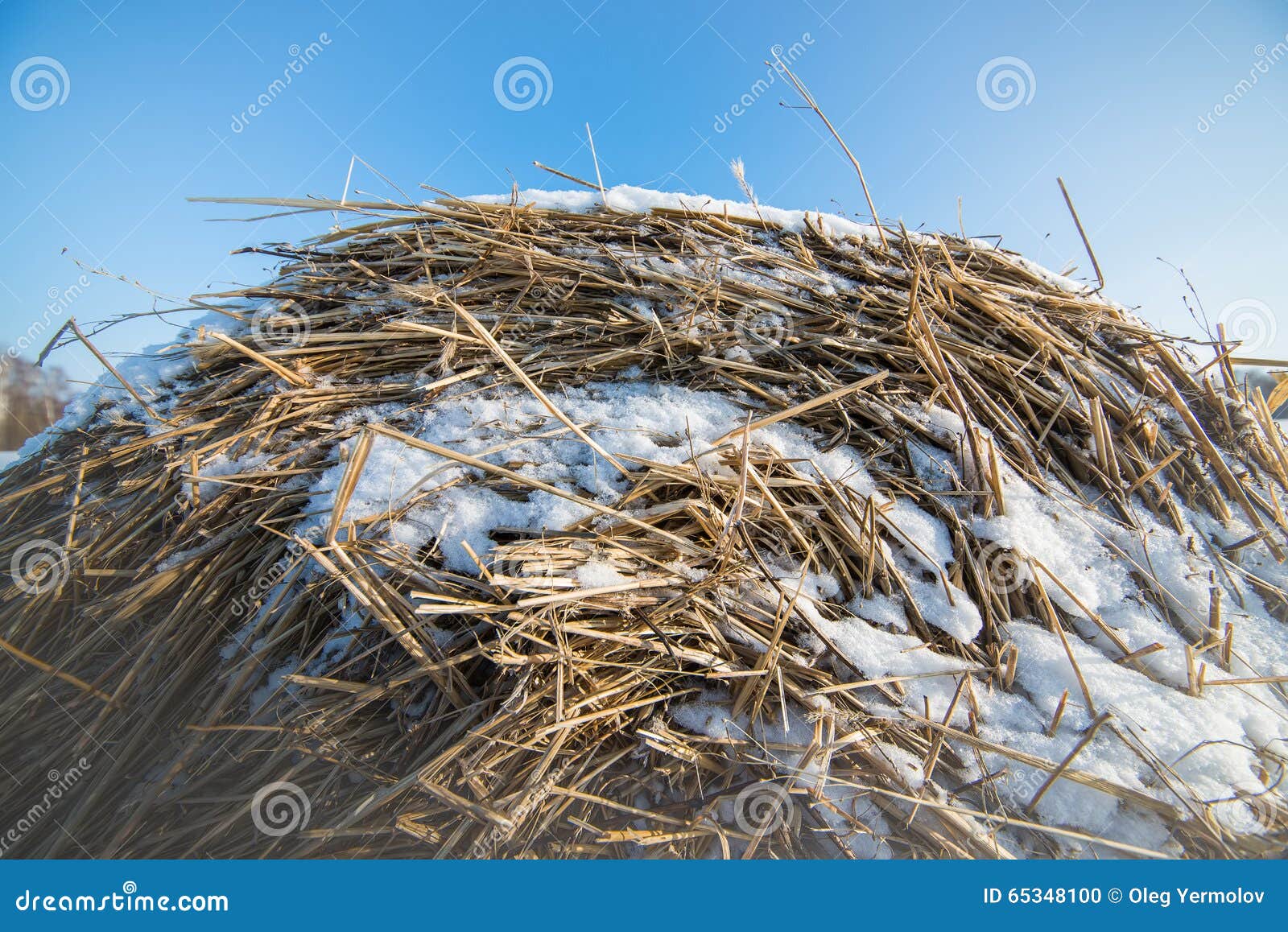 Hay in the snowy field stock photo. Image of snowy, design - 65348100