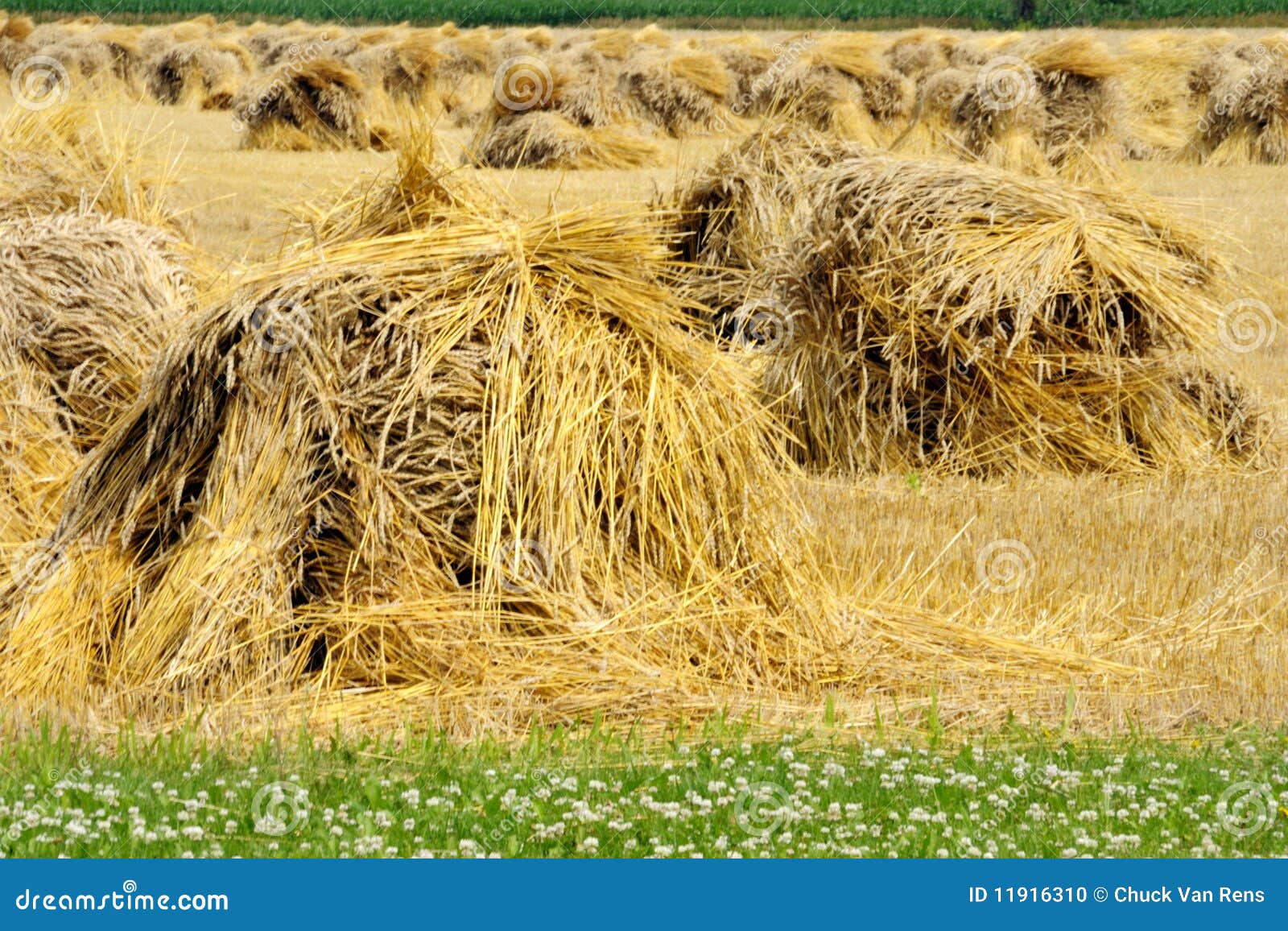 Hay Stack stock photo. Image of states, farming, wheat - 11916310