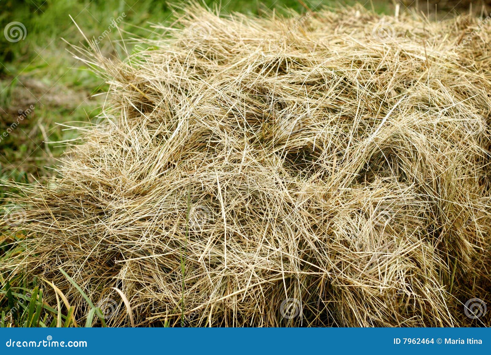 Hay stack stock photo. Image of closed, agriculture, harvesting - 7962464