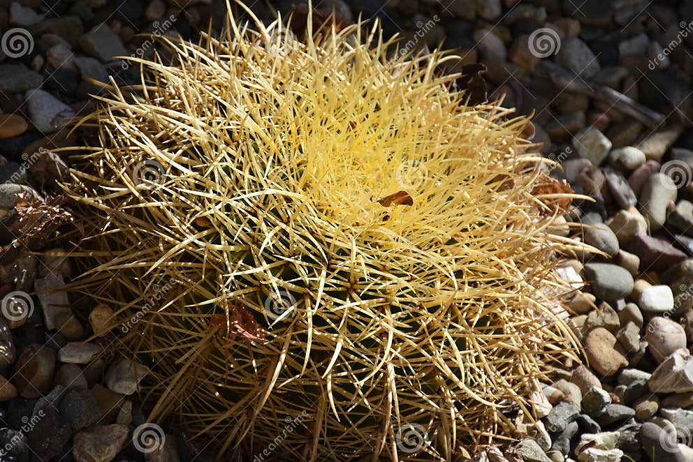 Hay Stack Cactus with Lots of Prickly Points Stock Photo - Image of ...