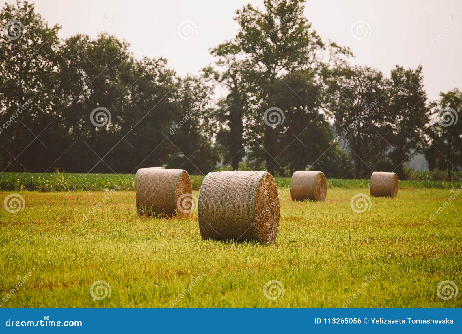 Hay Stack Grass Rolls and Oak Tree on the Green Grass Field Near the ...